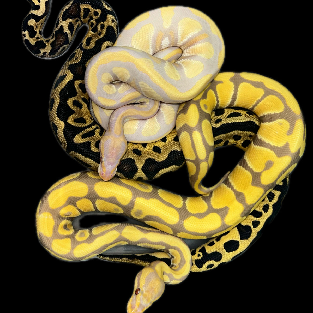 Ball Pythons for Sale — Jungle Bobs Reptile World