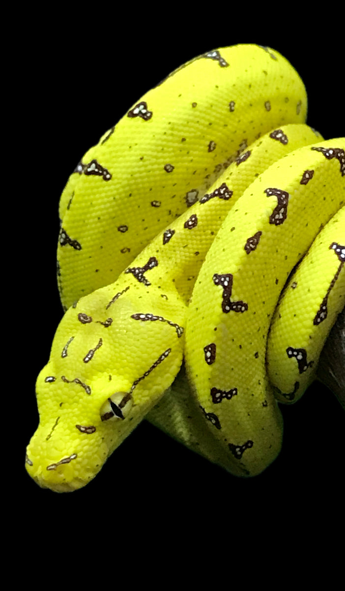 Other Pythons for Sale — Jungle Bobs Reptile World