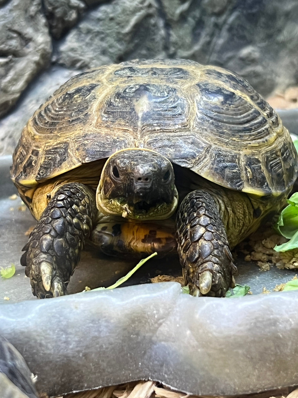 Tortoises for Sale — Jungle Bobs Reptile World