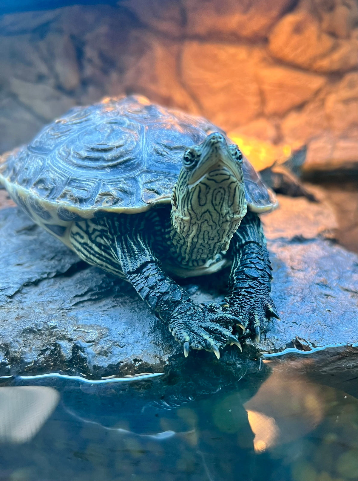 Turtles for Sale — Jungle Bobs Reptile World