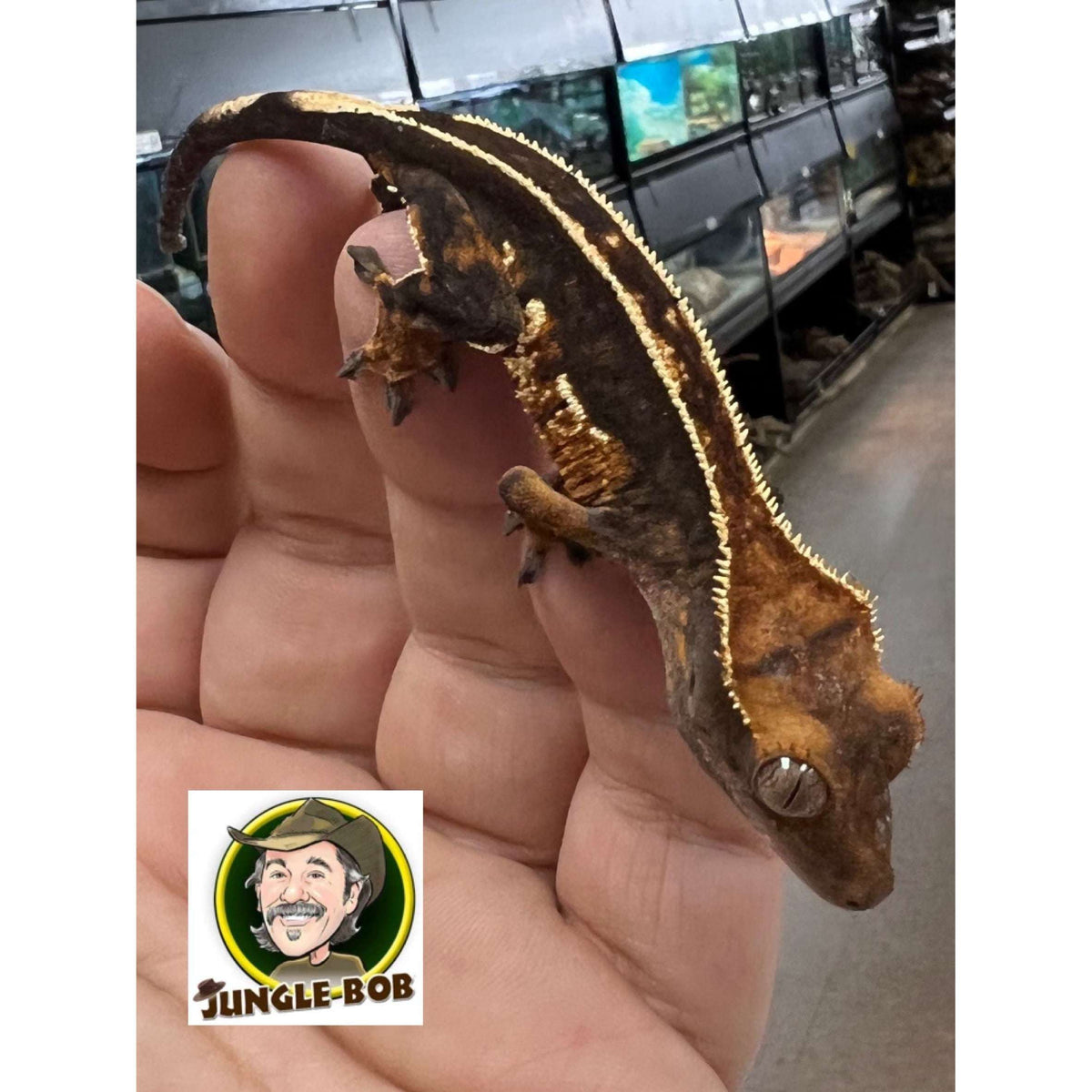 Crested Geckos for Sale — Jungle Bobs Reptile World