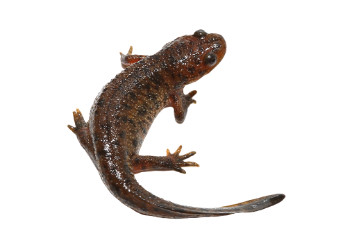 Newts and Salamanders — Jungle Bobs Reptile World