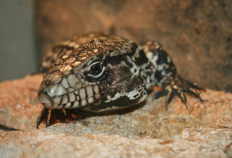 Monitors & Tegus for Sale — Jungle Bobs Reptile World