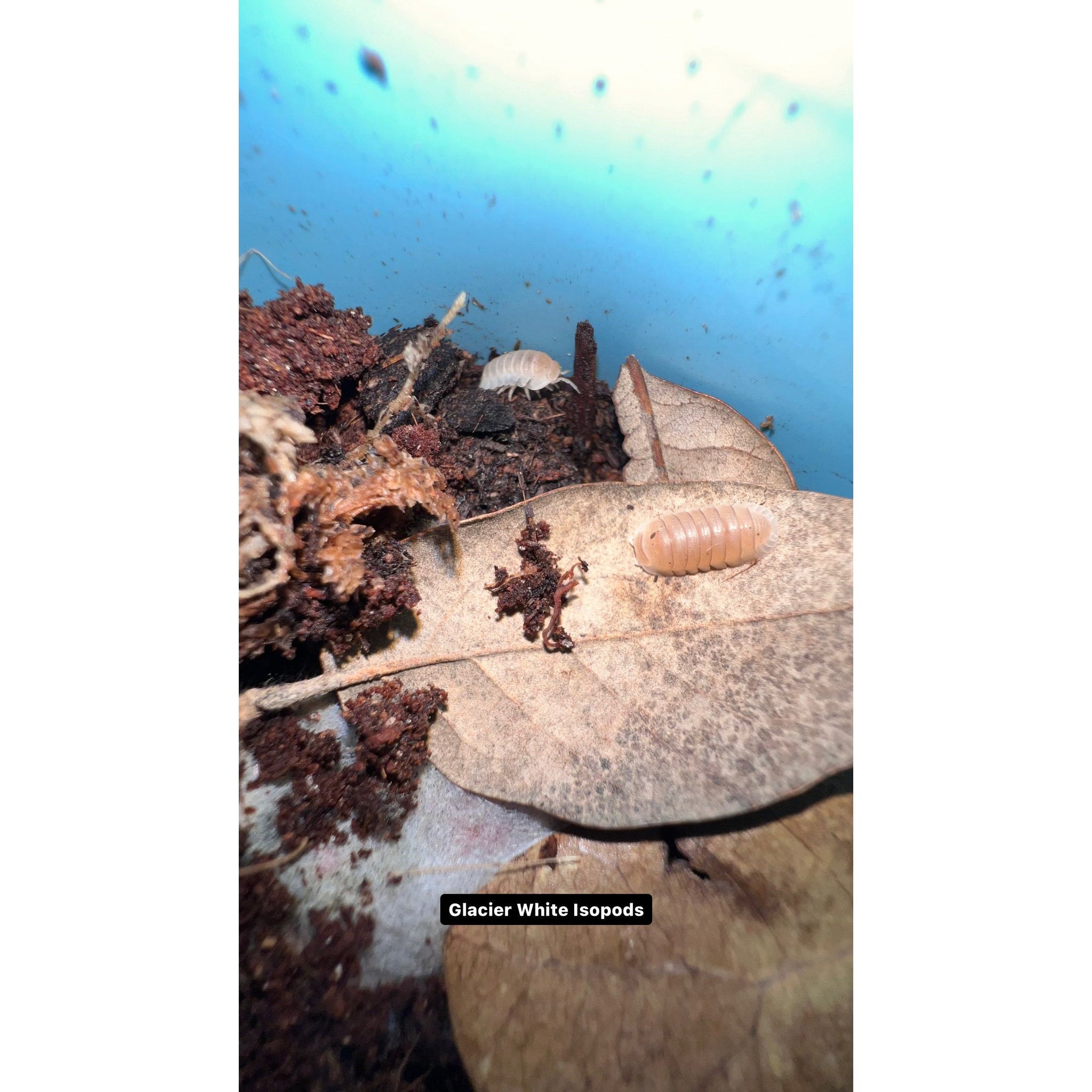 Isopods for Sale — Jungle Bobs Reptile World