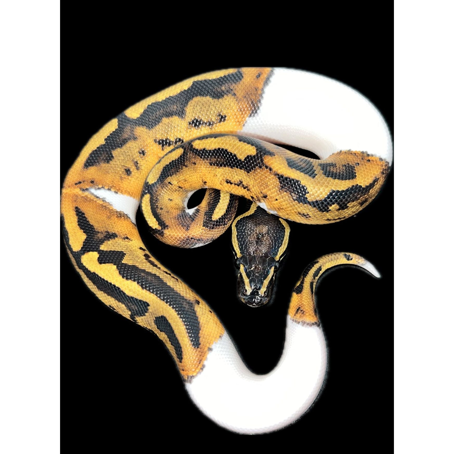 Ball Pythons for Sale — Jungle Bobs Reptile World