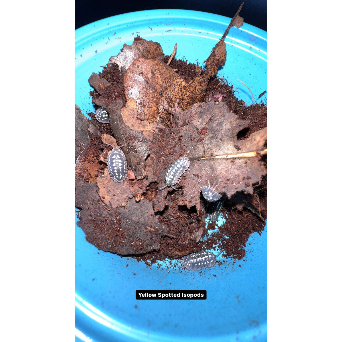 Yellow Spotted Isopod (10ct) (Armadillidium gestori) — Jungle Bobs ...