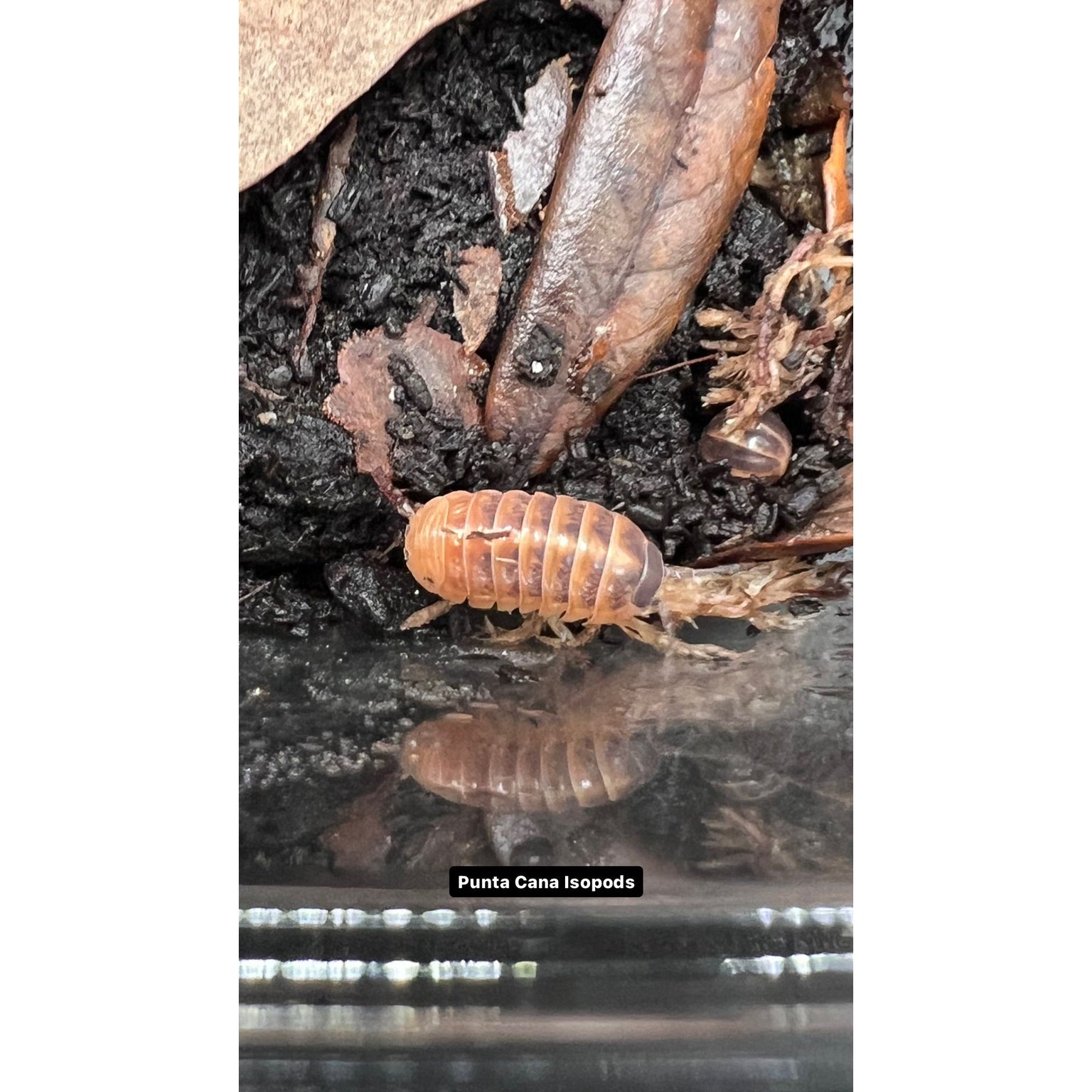 Isopods for Sale — Jungle Bobs Reptile World