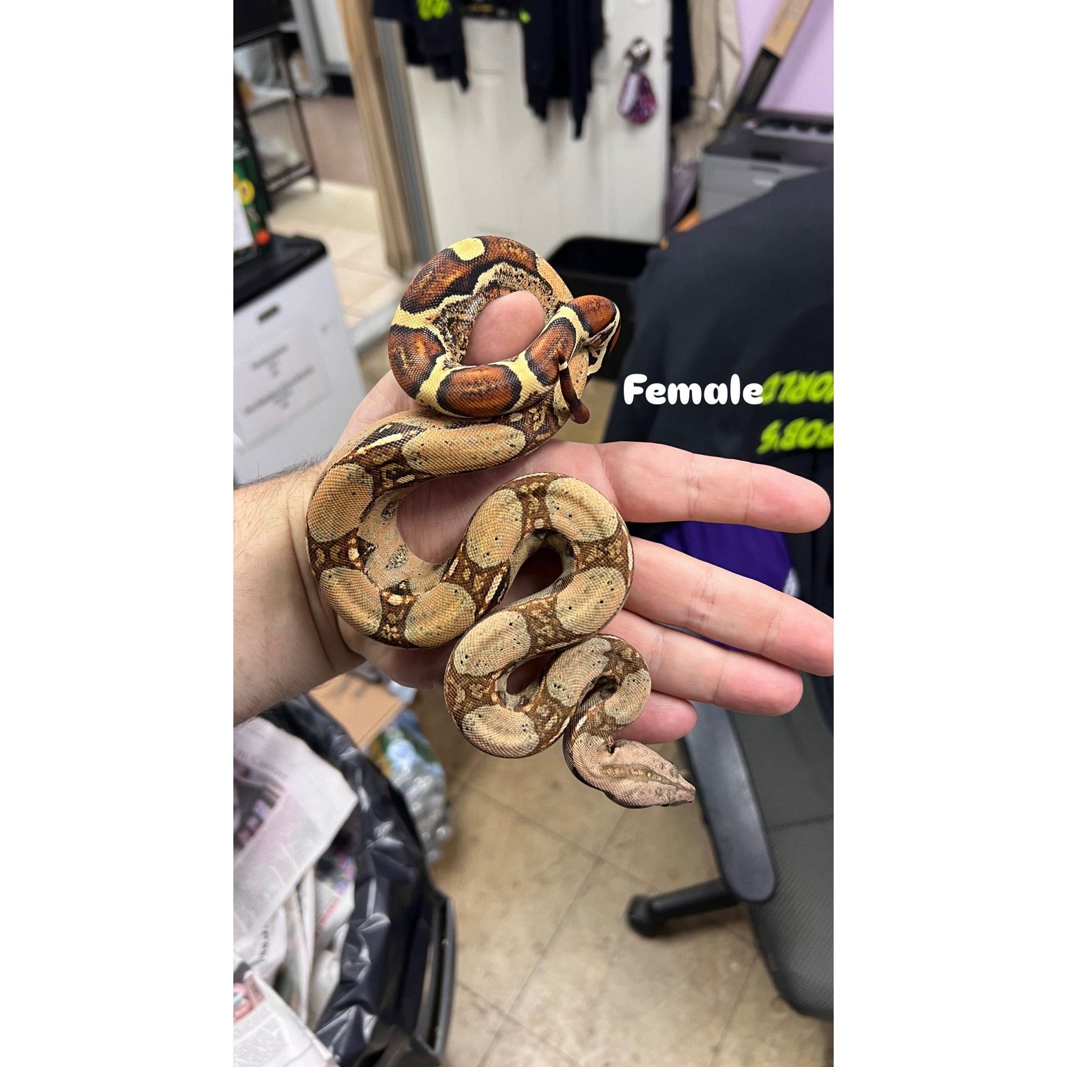 Boas for Sale — Jungle Bobs Reptile World
