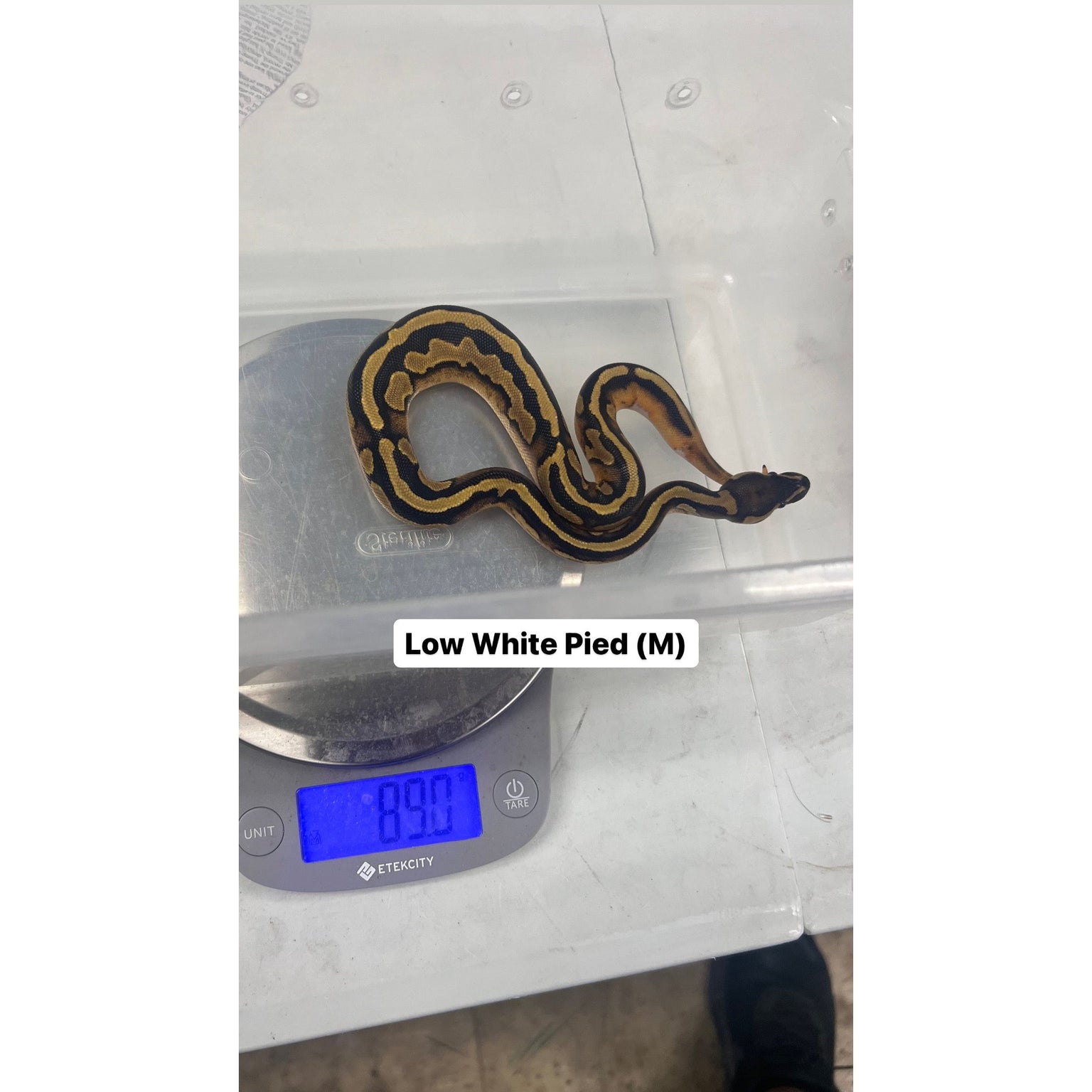 Ball Pythons for Sale — Jungle Bobs Reptile World
