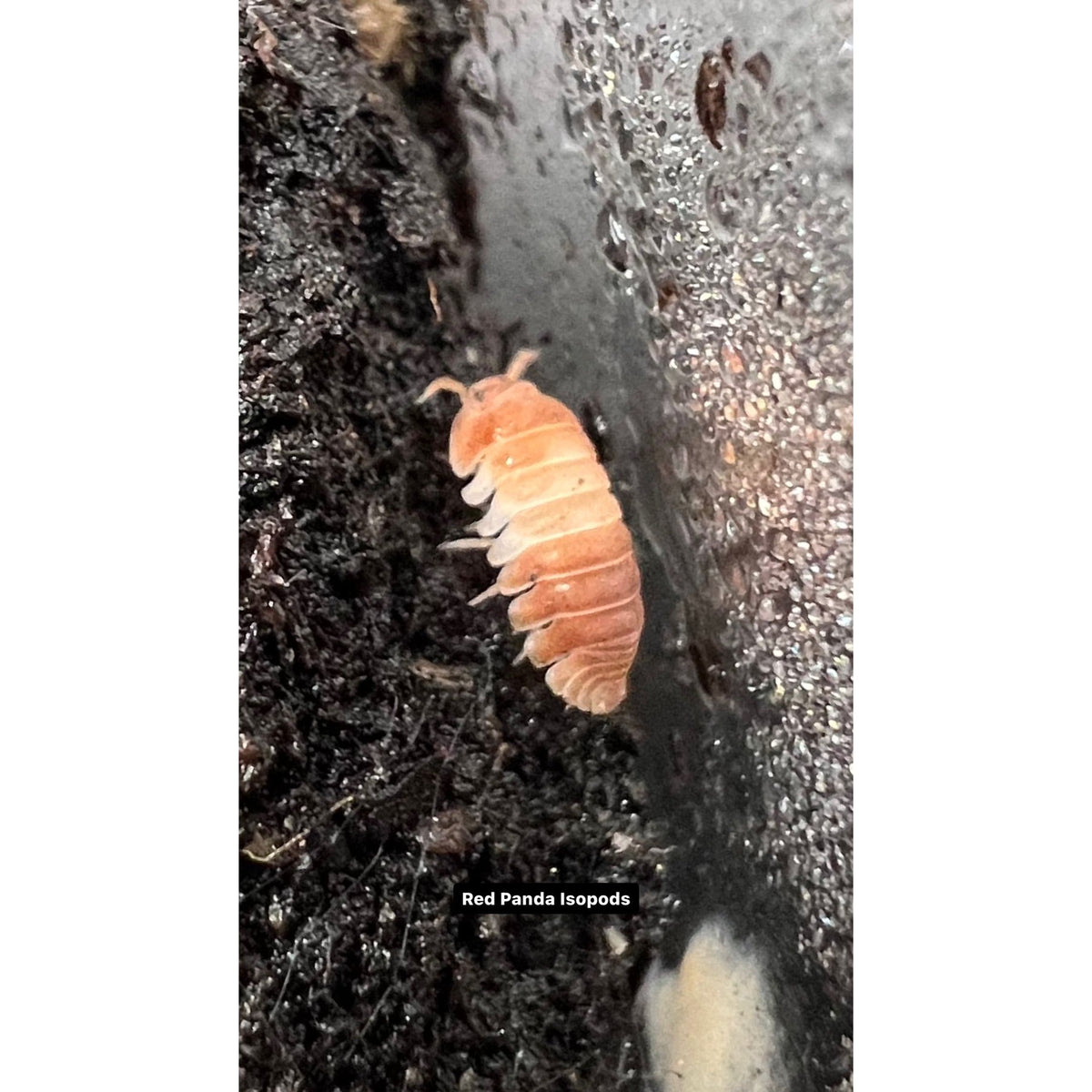 Red Panda Isopods (10ct) (Cubaris sp.) — Jungle Bobs Reptile World