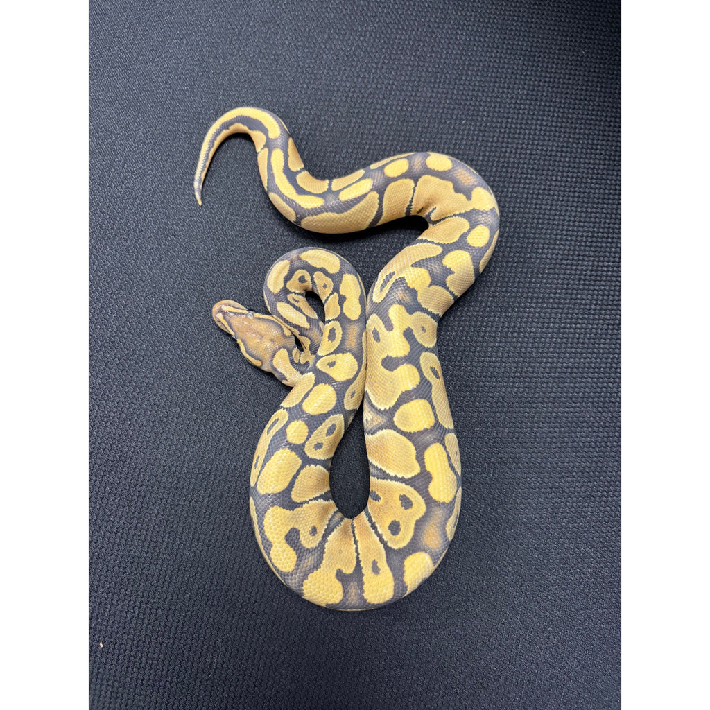 Ball Pythons for Sale — Jungle Bobs Reptile World