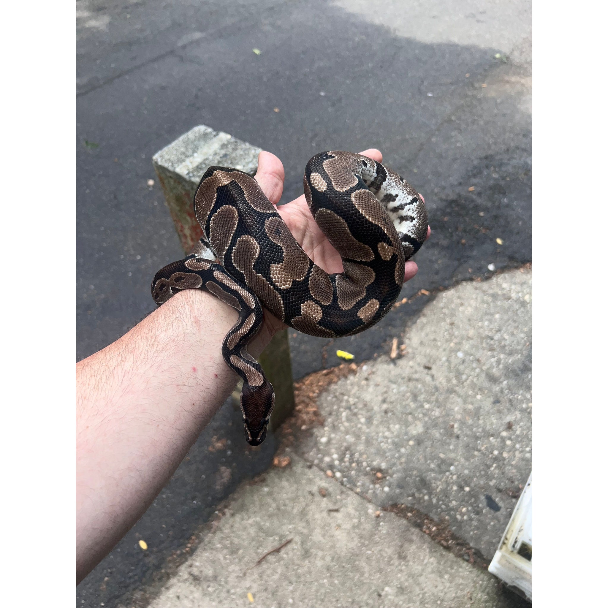 Ball Pythons for Sale — Jungle Bobs Reptile World
