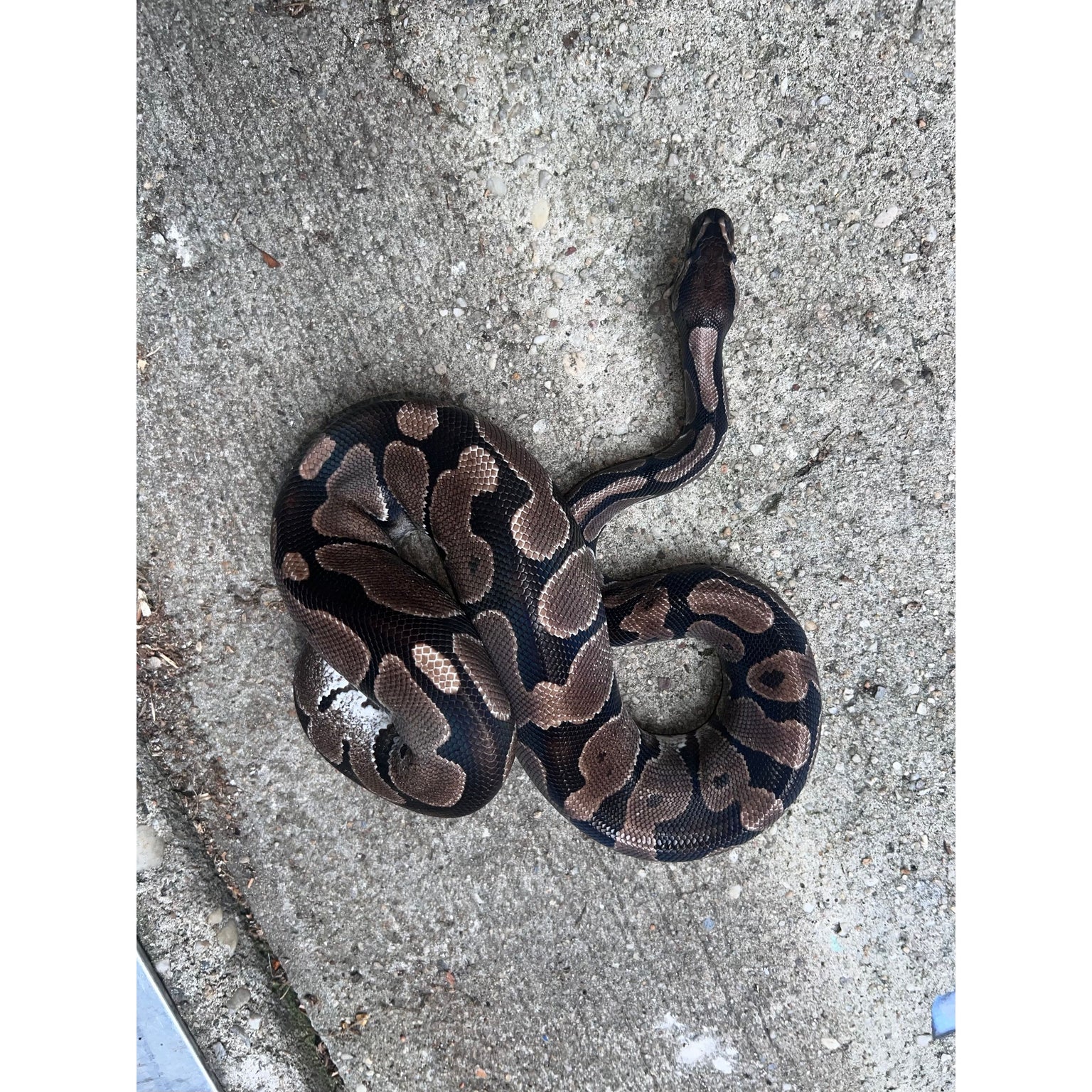 Ball Pythons for Sale — Jungle Bobs Reptile World