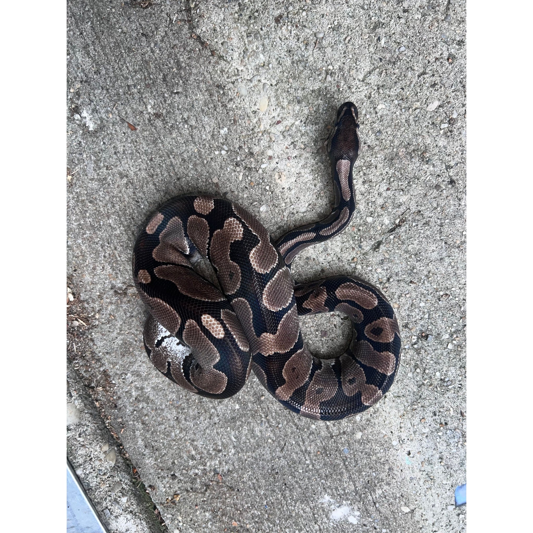 Ball Pythons for Sale — Jungle Bobs Reptile World