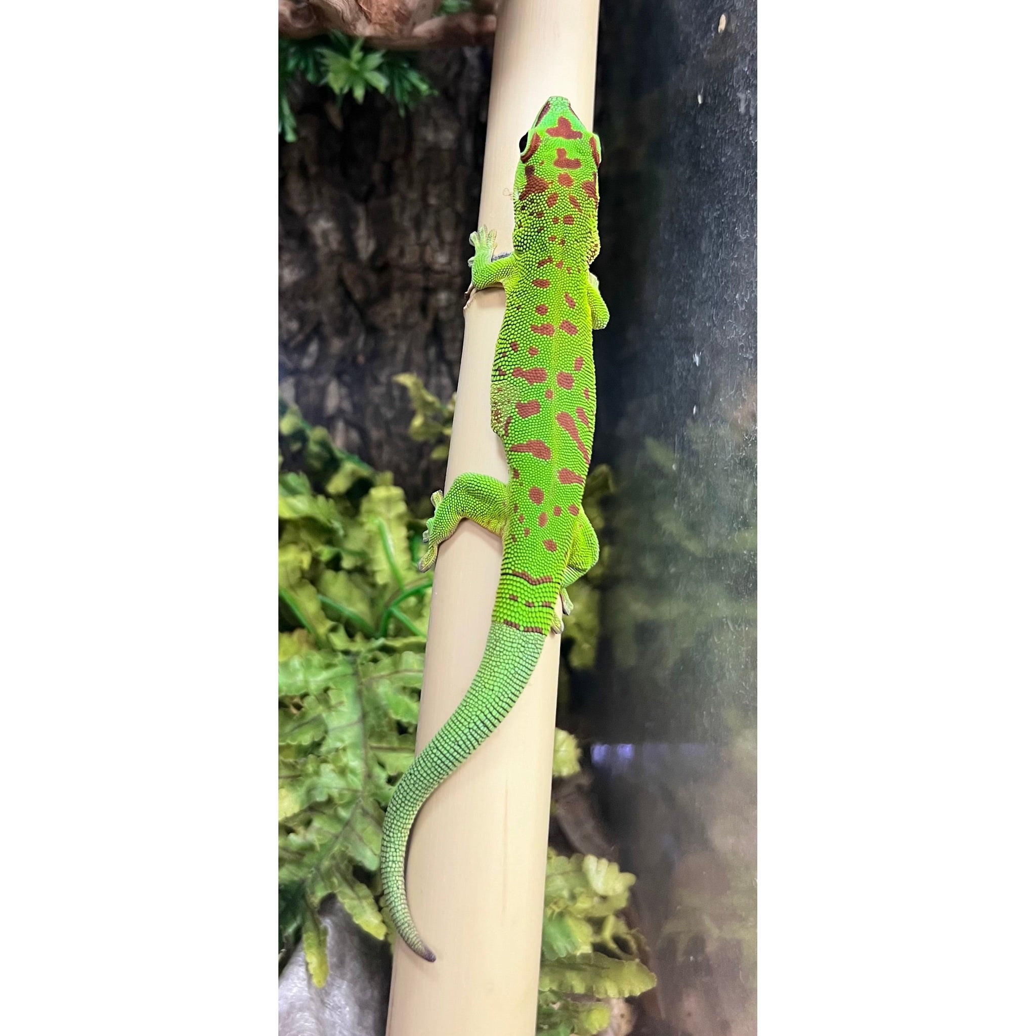Geckos for Sale — Jungle Bobs Reptile World