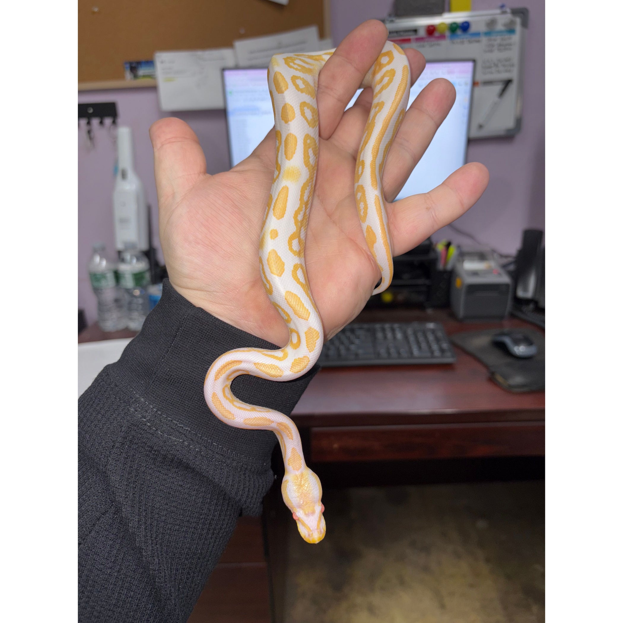 Albino Black Pastel (Baby) — Jungle Bobs Reptile World