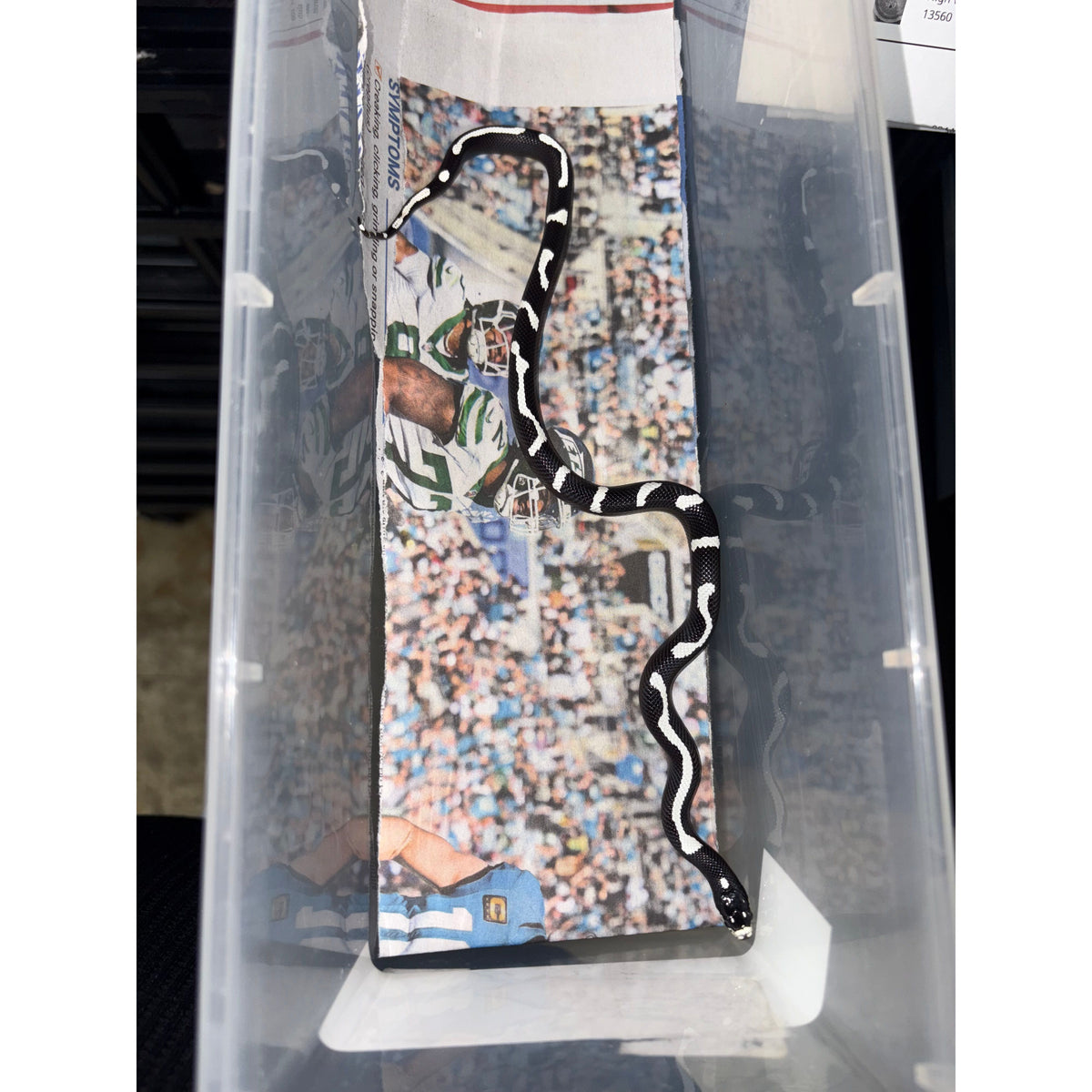 California King Snake (Aberrant Pattern) (Baby) — Jungle Bobs Reptile World