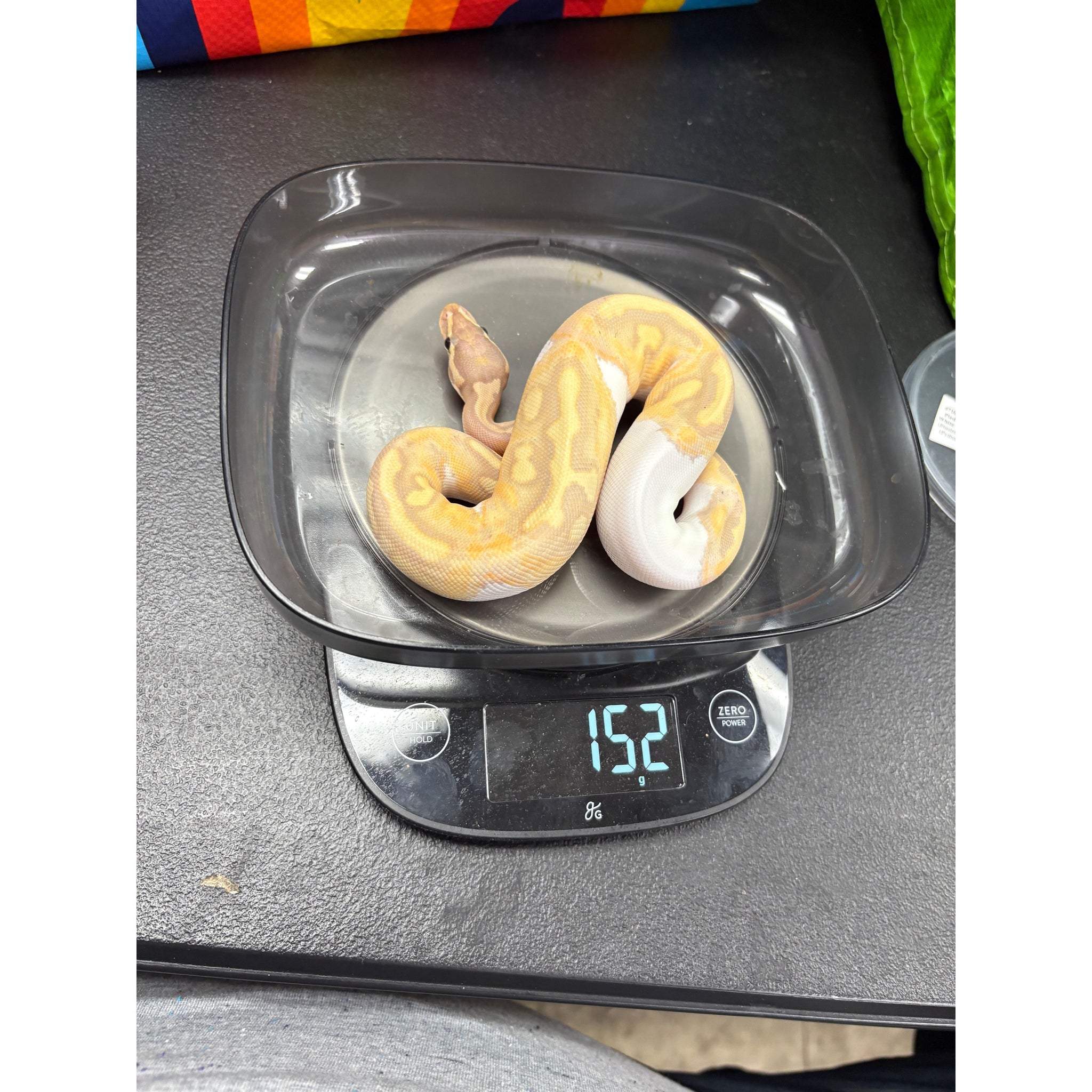 Ball Pythons for Sale — Jungle Bobs Reptile World