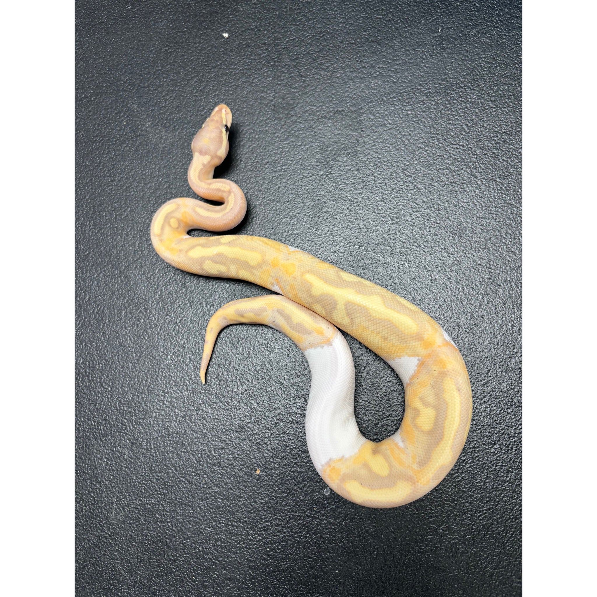 Ball Pythons for Sale — Jungle Bobs Reptile World
