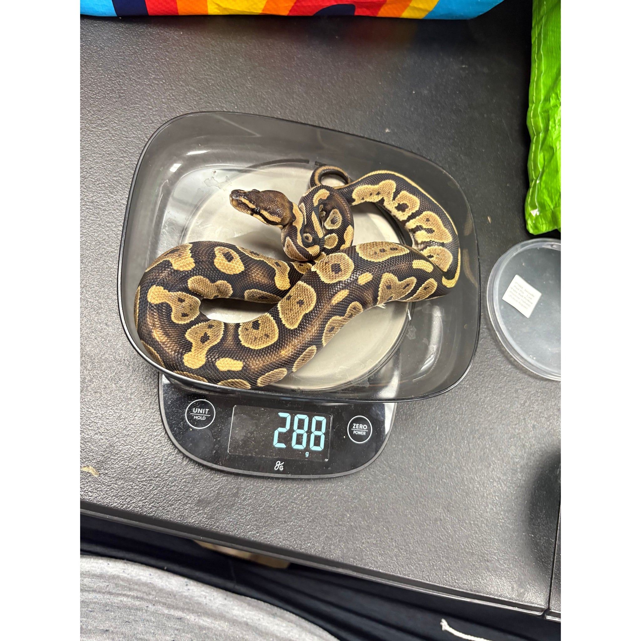 Ball Pythons for Sale — Jungle Bobs Reptile World
