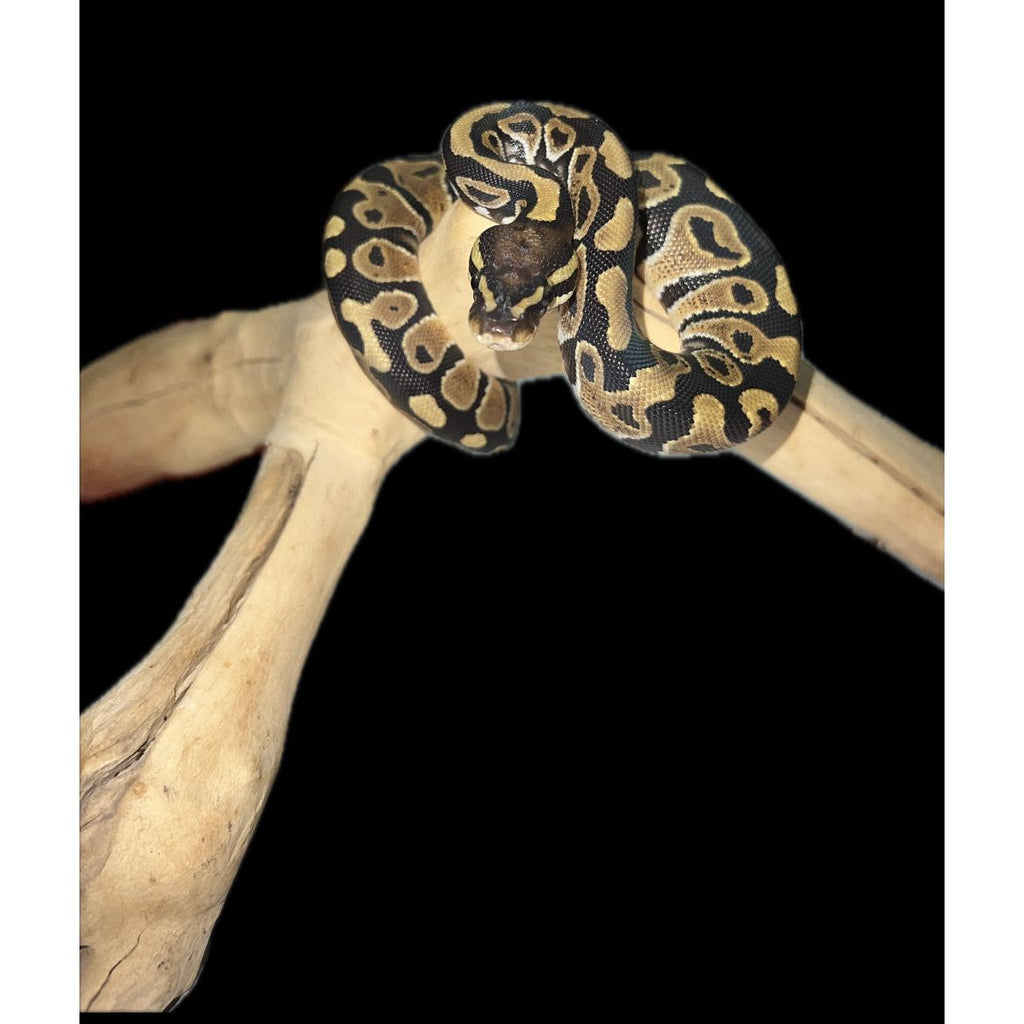 Ball Pythons for Sale — Jungle Bobs Reptile World