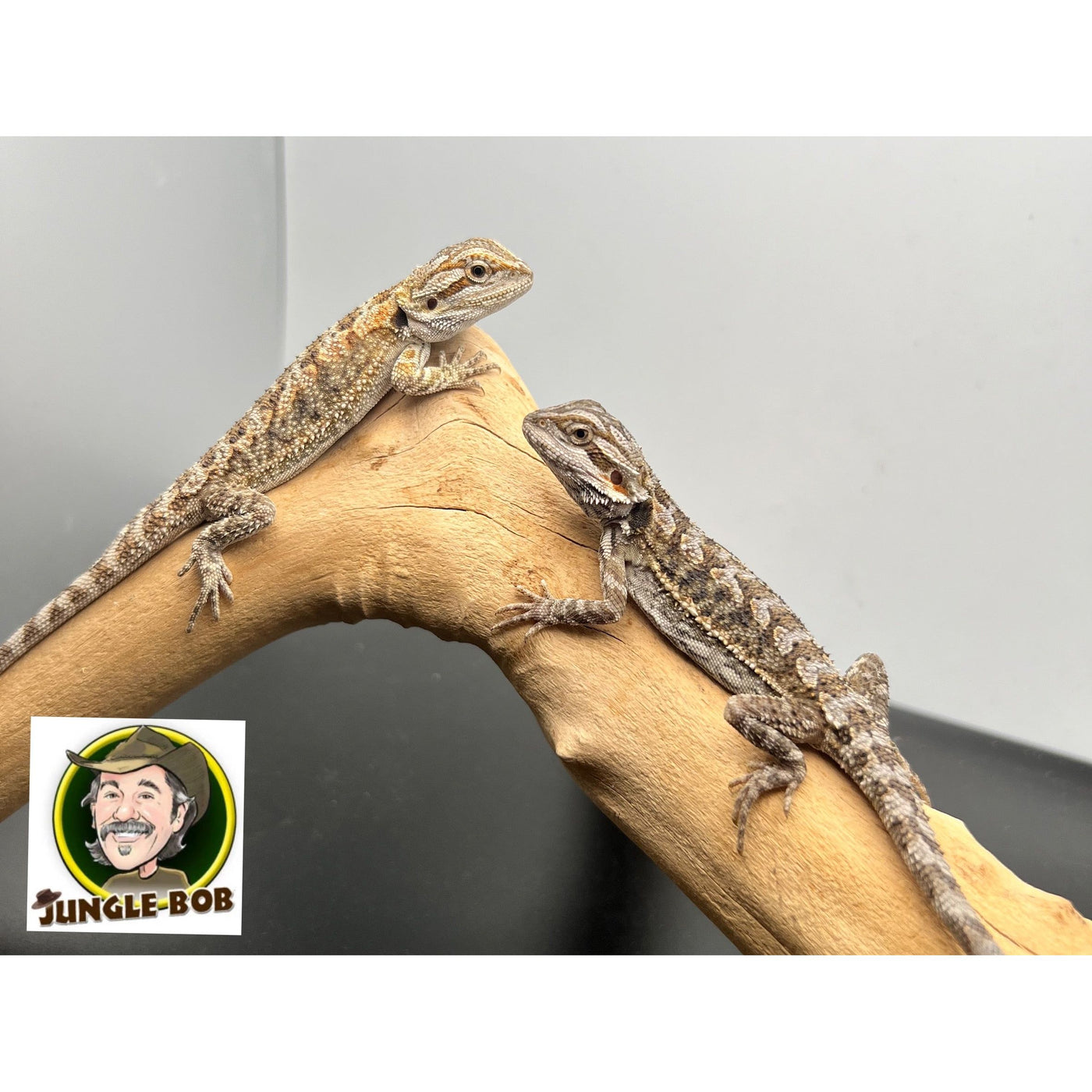 Bearded Dragon (Baby) (Pogona vitticeps) — Jungle Bobs Reptile World