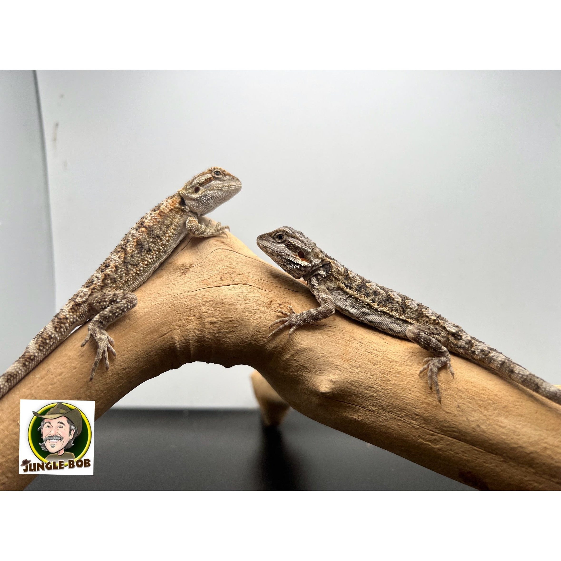 Bearded Dragon (Baby) (Pogona vitticeps) — Jungle Bobs Reptile World