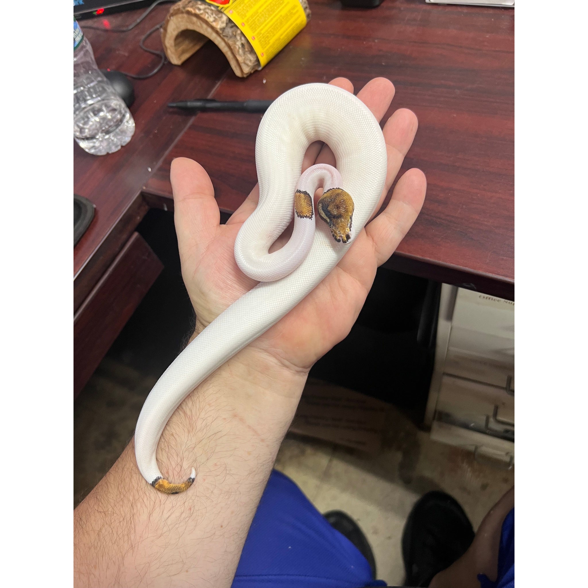 Ball Pythons for Sale — Jungle Bobs Reptile World