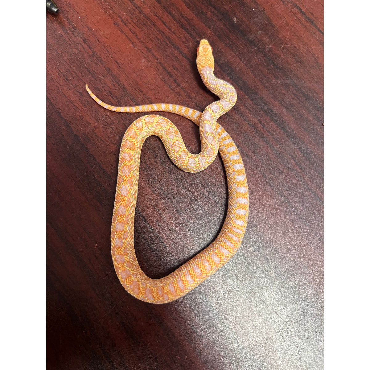Albino San Diego Gopher Snake (Pituophis melanoleucus catenifer ...