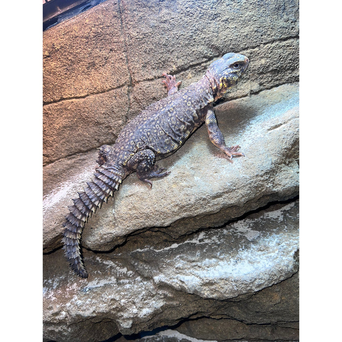 Saharan Uromastyx