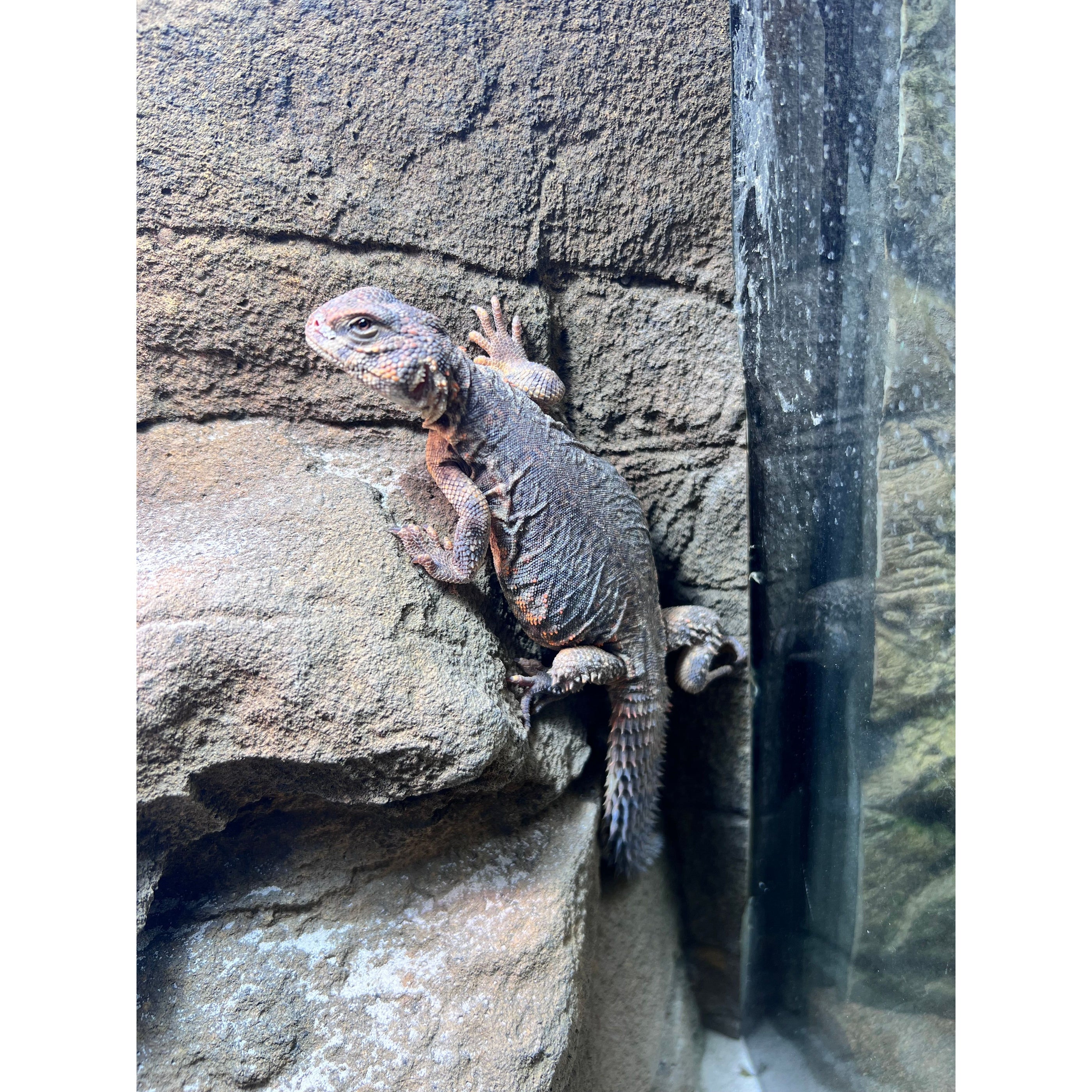 Red Saharan Uromastyx (Female) (Uromastyx geyri) — Jungle Bobs Reptile ...
