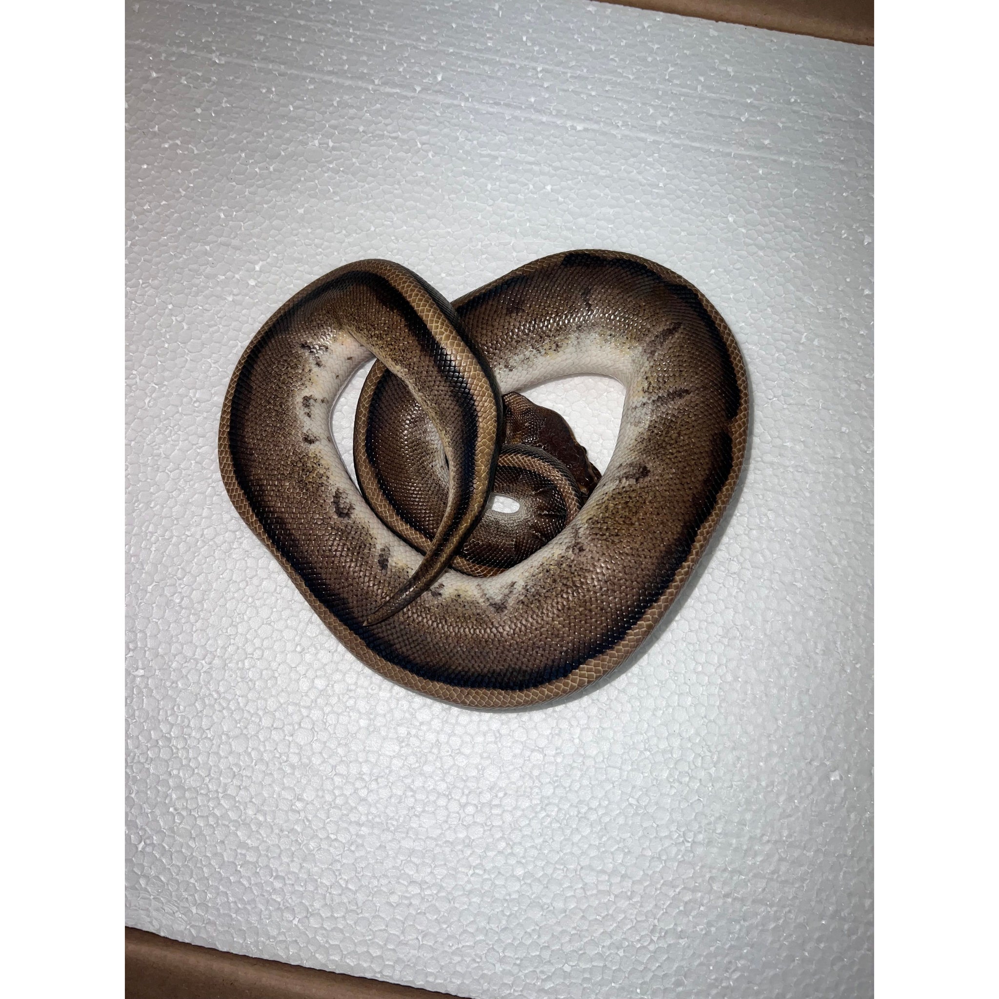 Ball Pythons for Sale — Jungle Bobs Reptile World