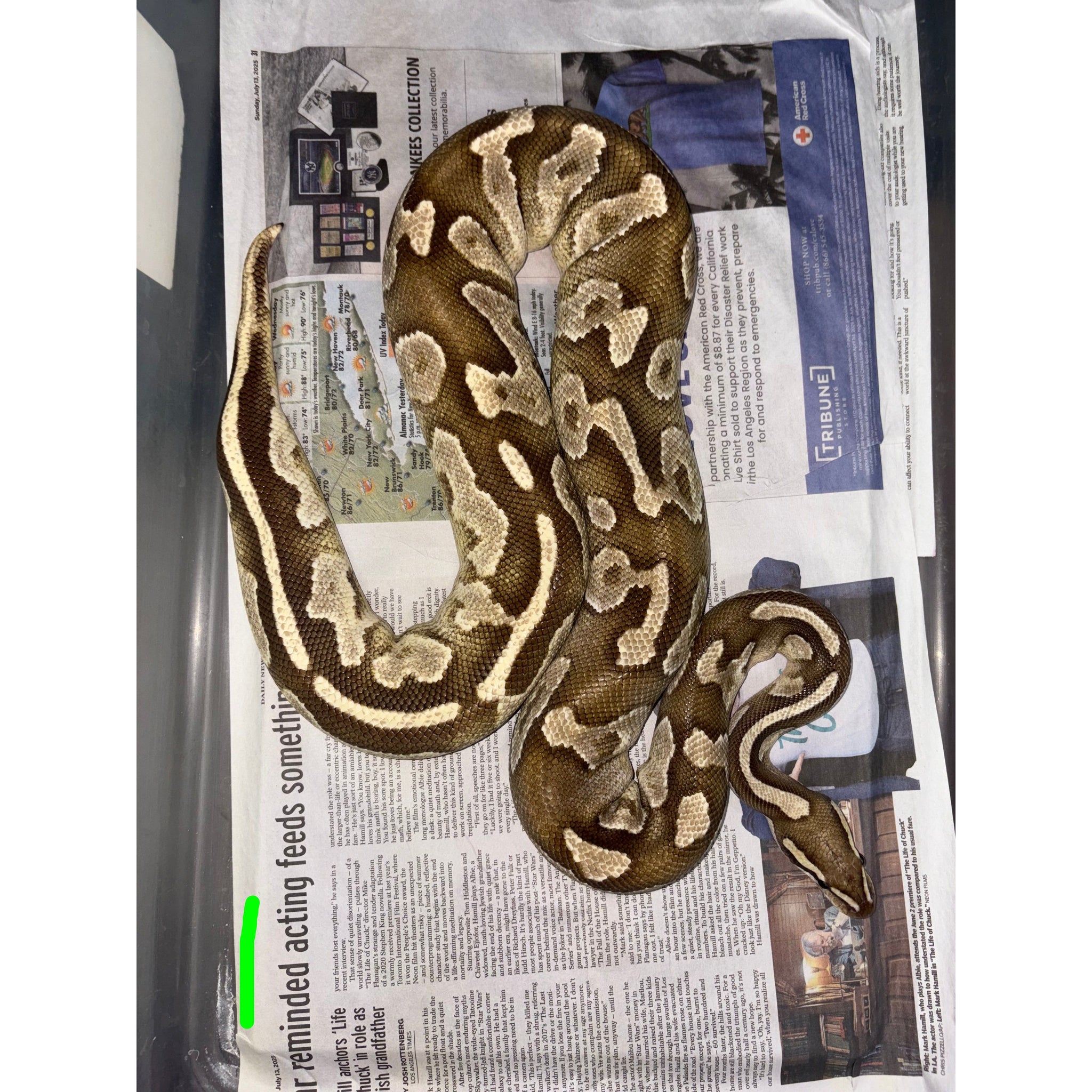 Ball Pythons for Sale — Jungle Bobs Reptile World