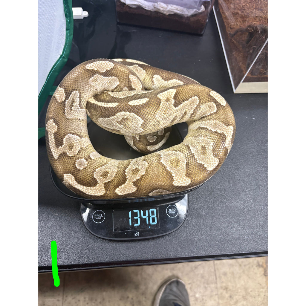 Ball Pythons for Sale — Jungle Bobs Reptile World