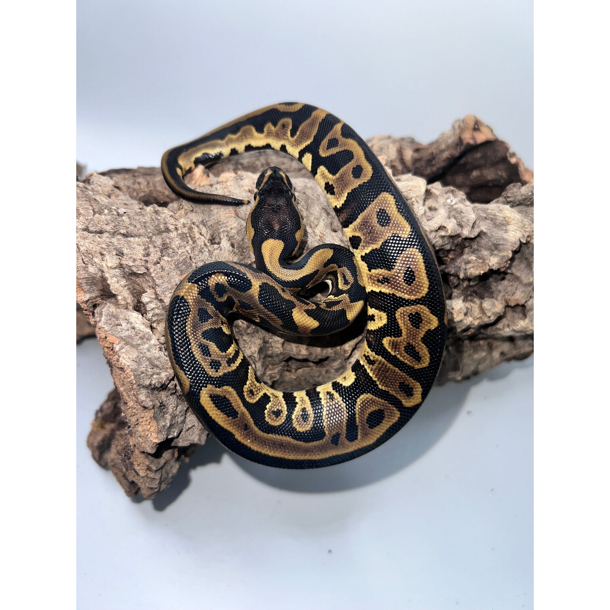 Ball Pythons for Sale — Jungle Bobs Reptile World