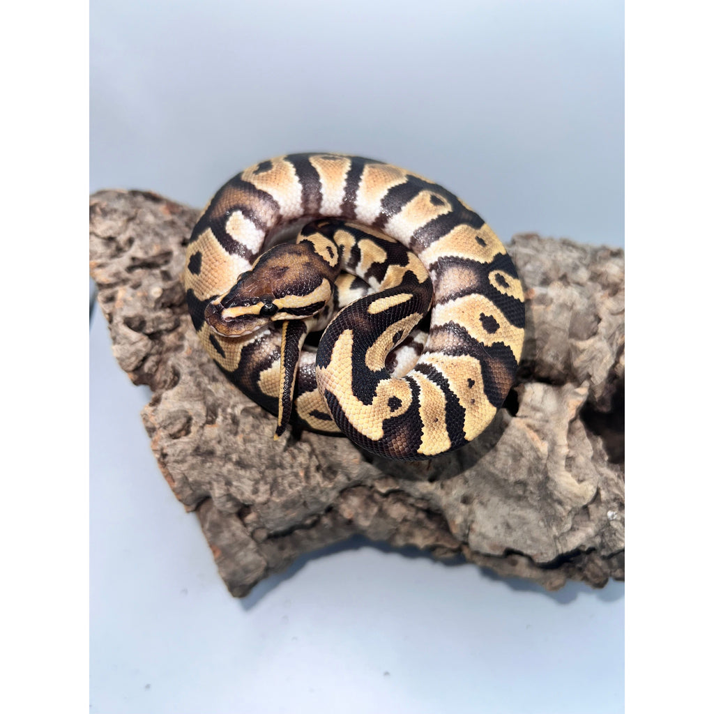 Ball Pythons for Sale — Jungle Bobs Reptile World
