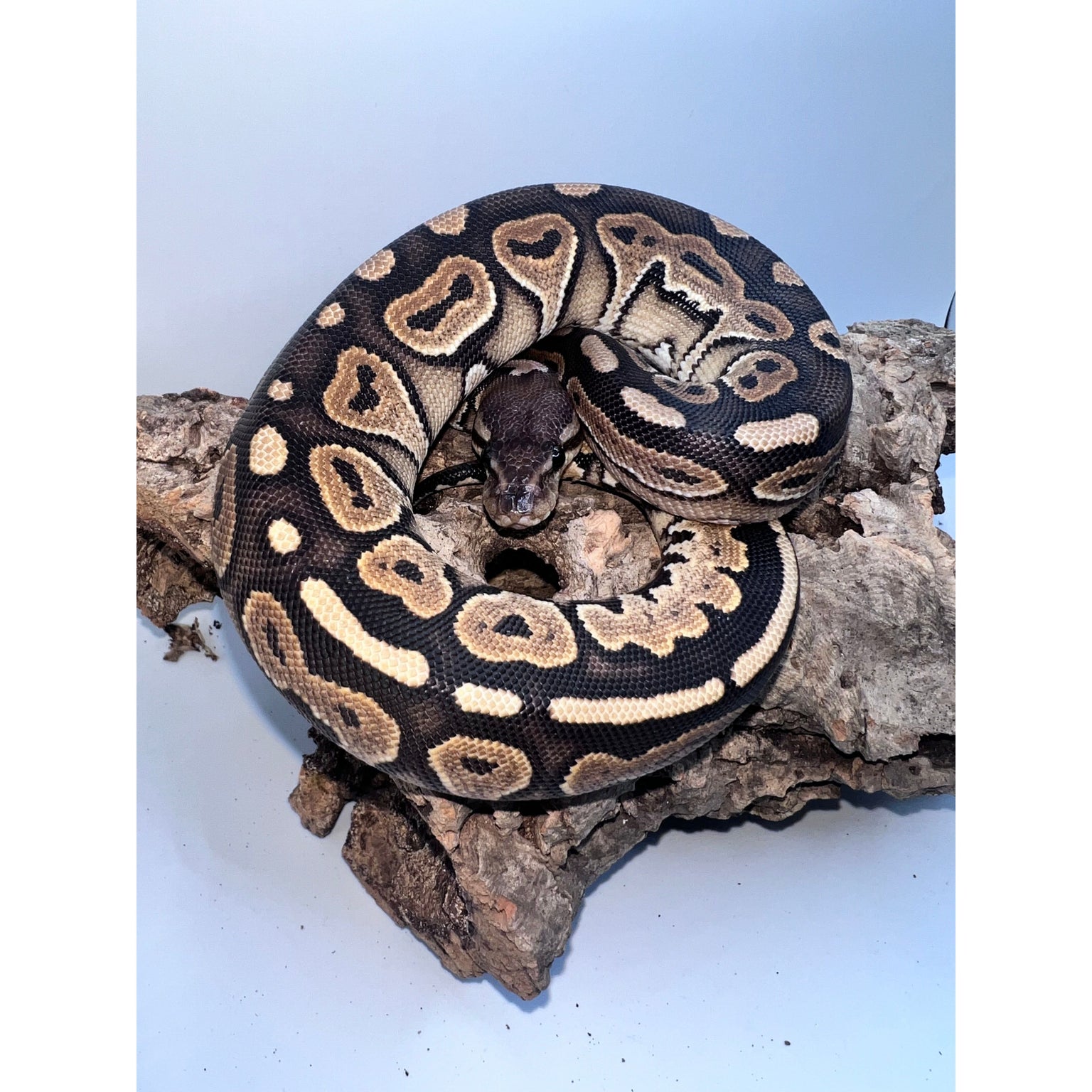 Ball Pythons for Sale — Jungle Bobs Reptile World