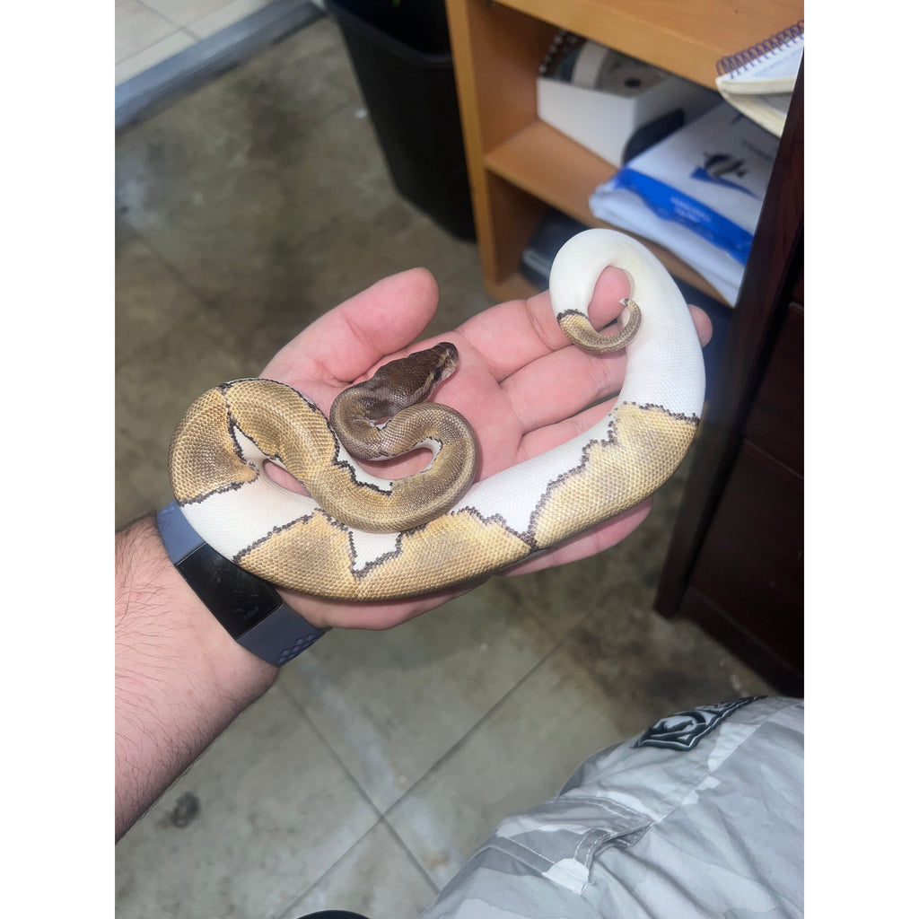 Ball Pythons for Sale — Jungle Bobs Reptile World