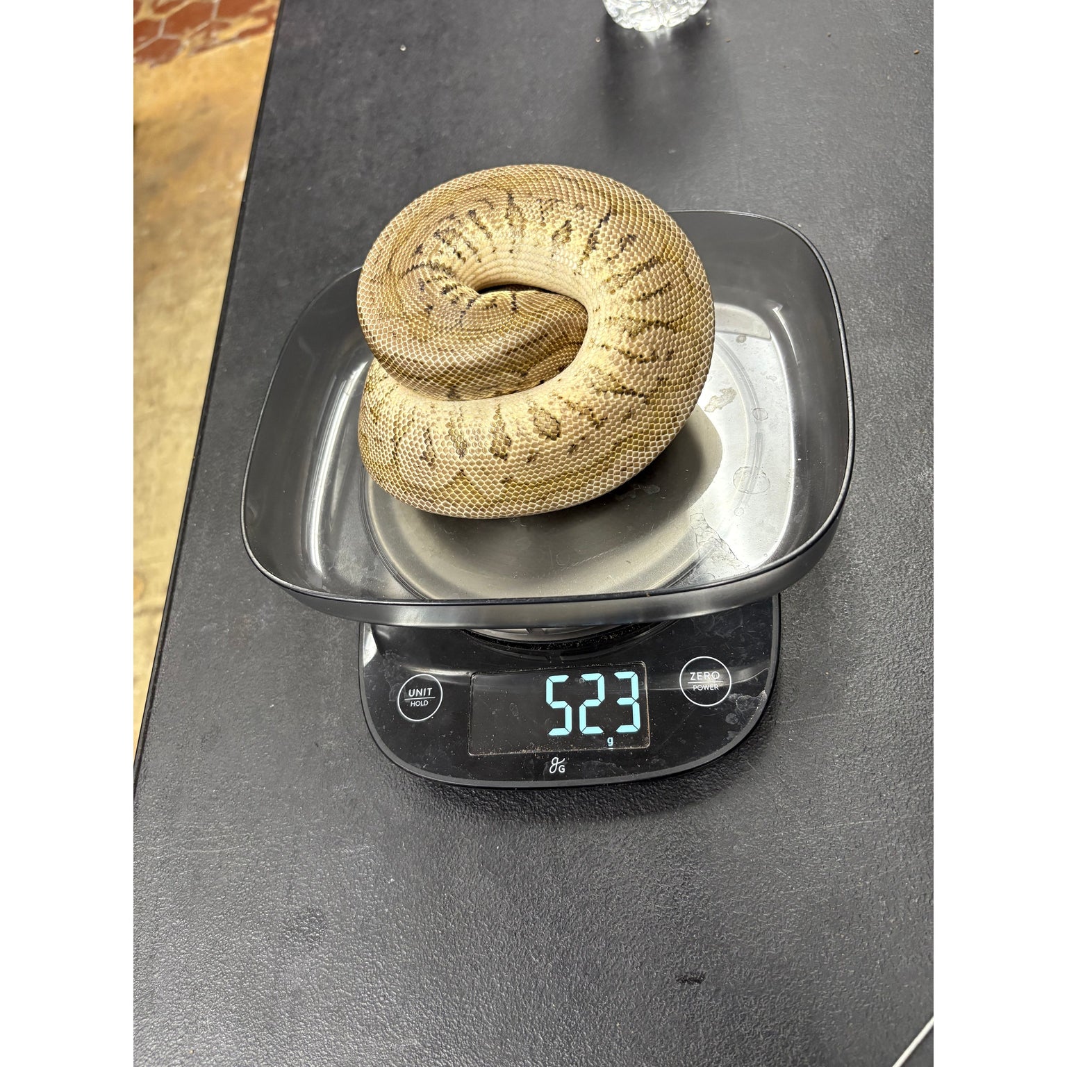 Ball Pythons for Sale — Jungle Bobs Reptile World