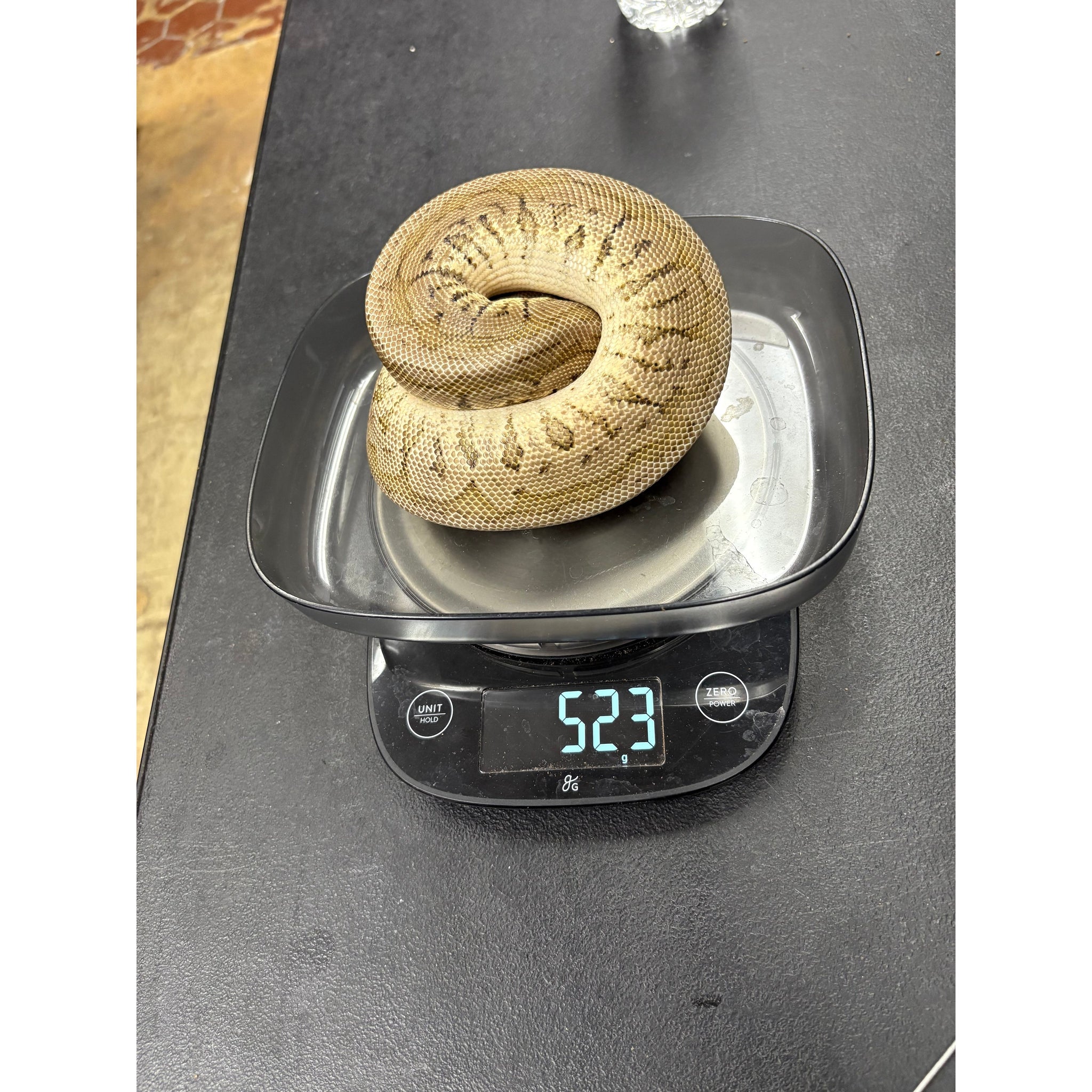 Ball Pythons for Sale — Jungle Bobs Reptile World