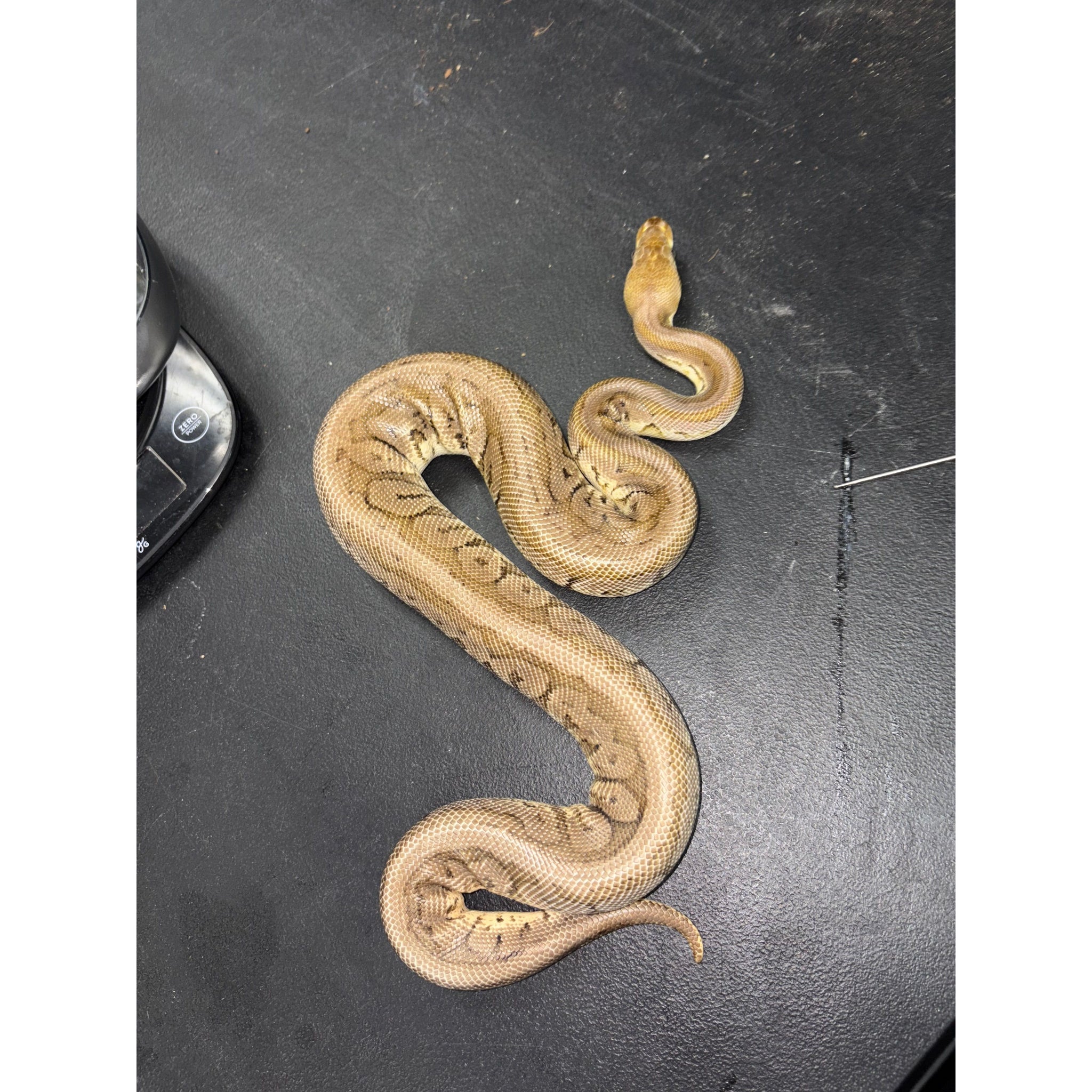 Ball Pythons for Sale — Jungle Bobs Reptile World