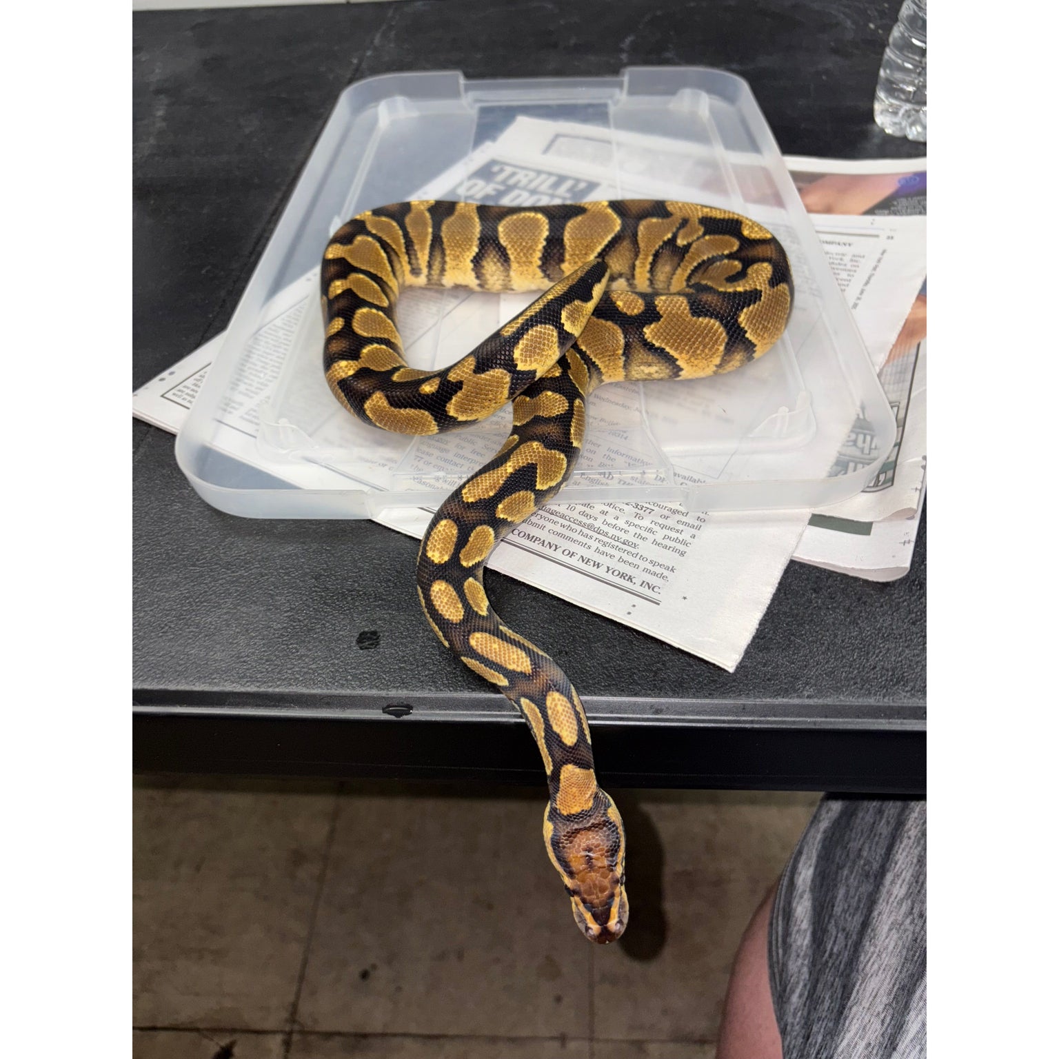 Ball Pythons for Sale — Jungle Bobs Reptile World