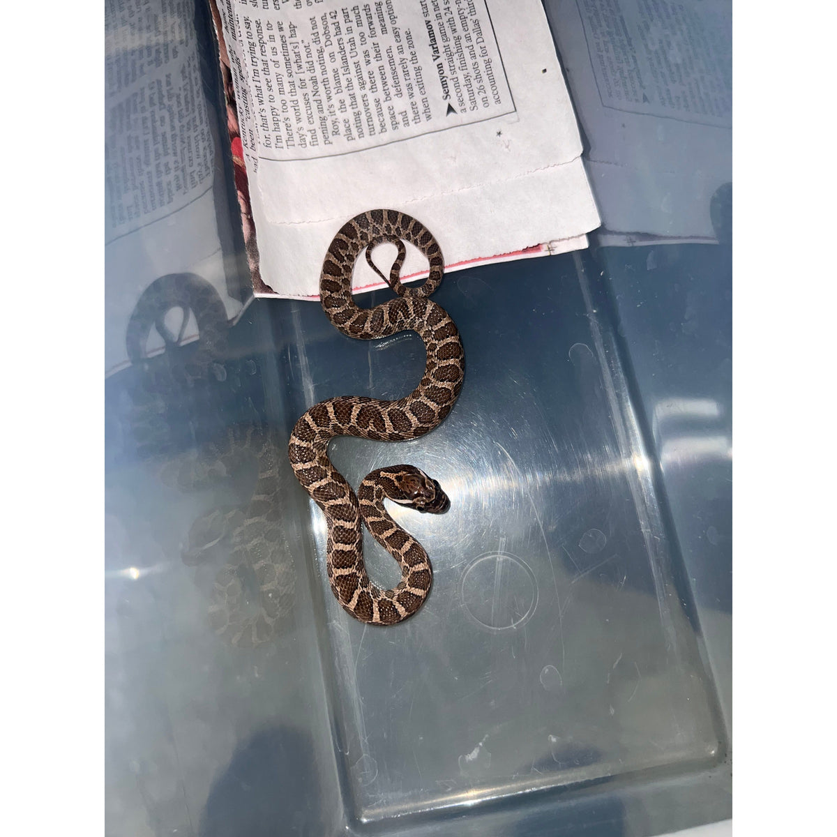 Great Plains Rat Snake (Pantherophis emoryi) — Jungle Bobs Reptile World