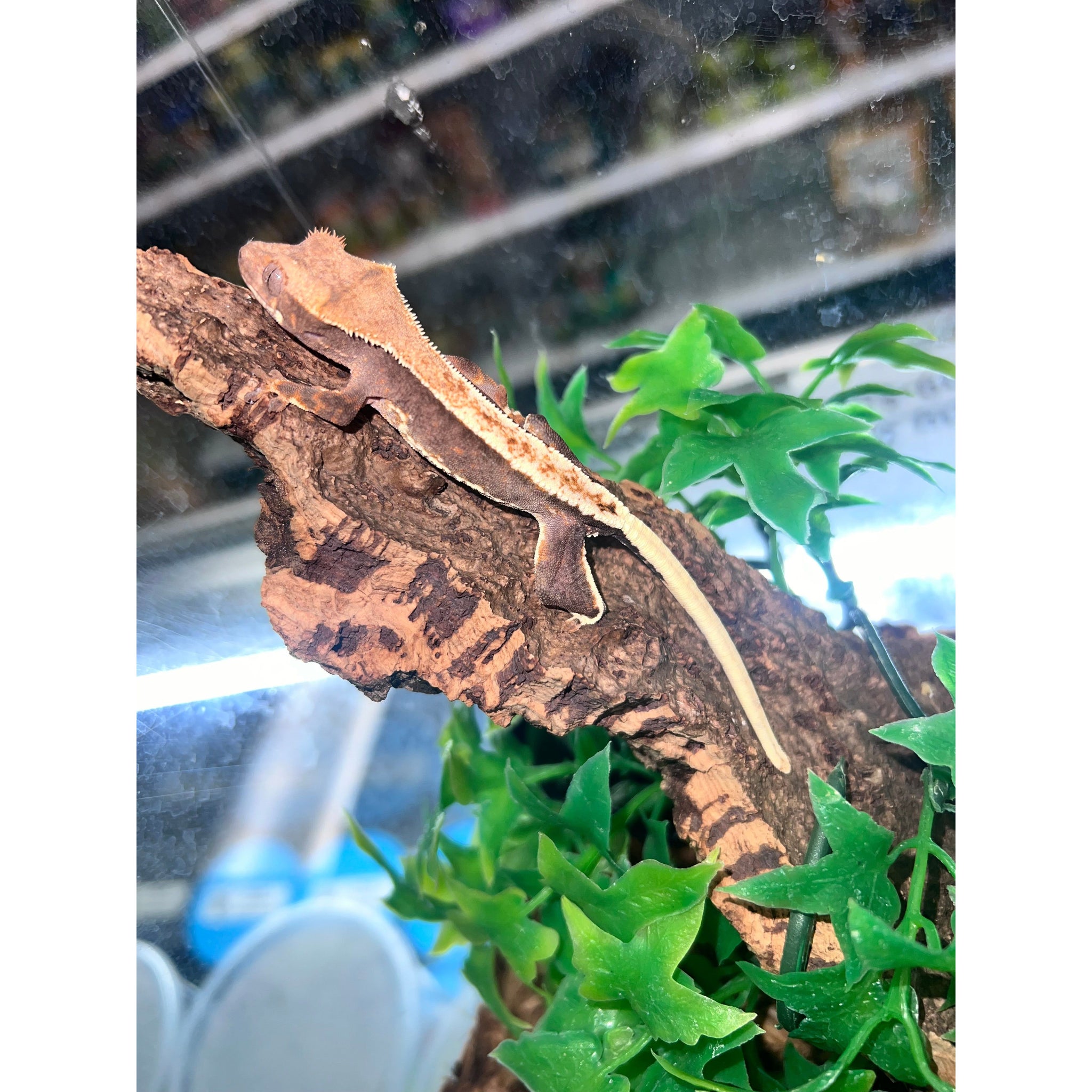 Geckos for Sale — Jungle Bobs Reptile World