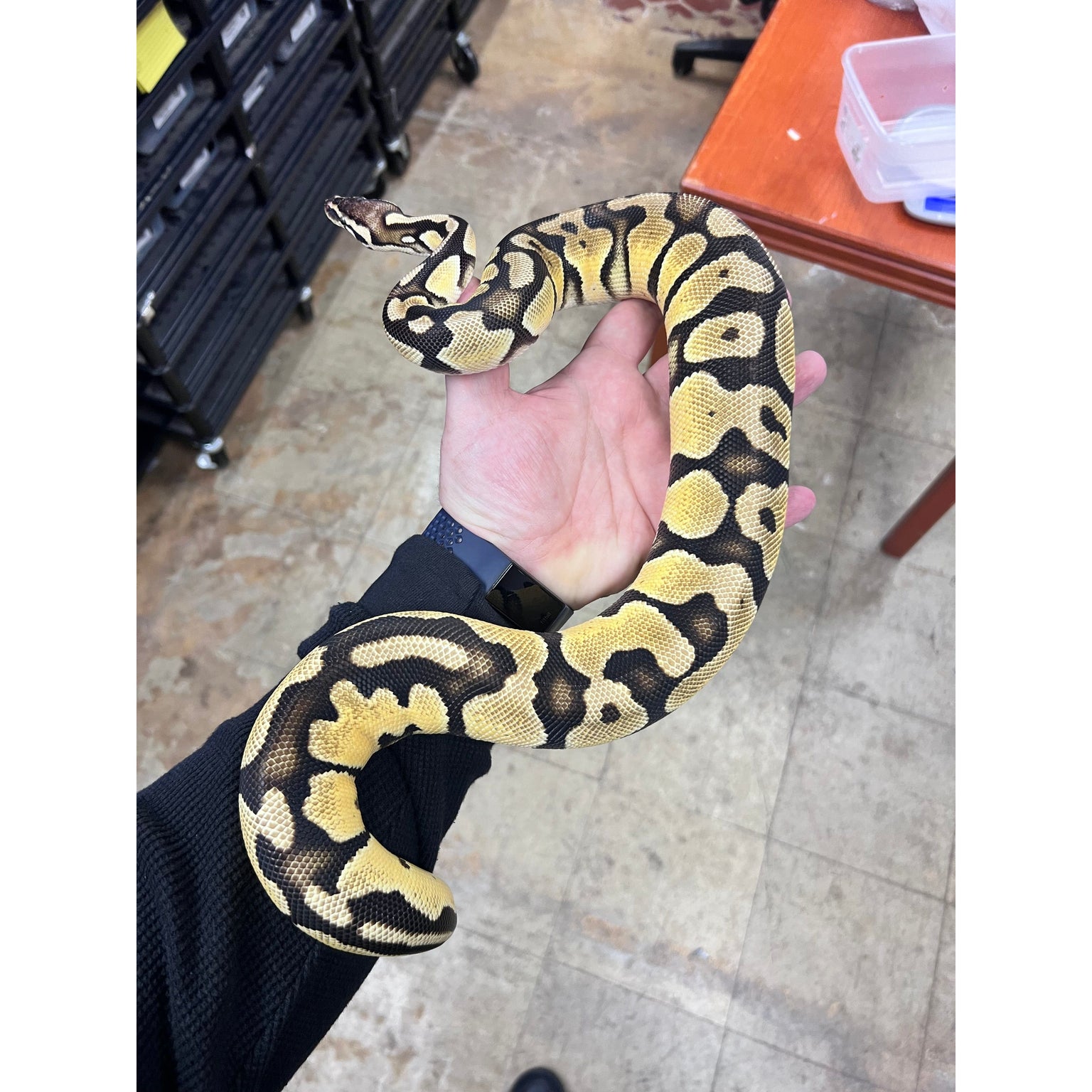 Ball Pythons for Sale — Jungle Bobs Reptile World