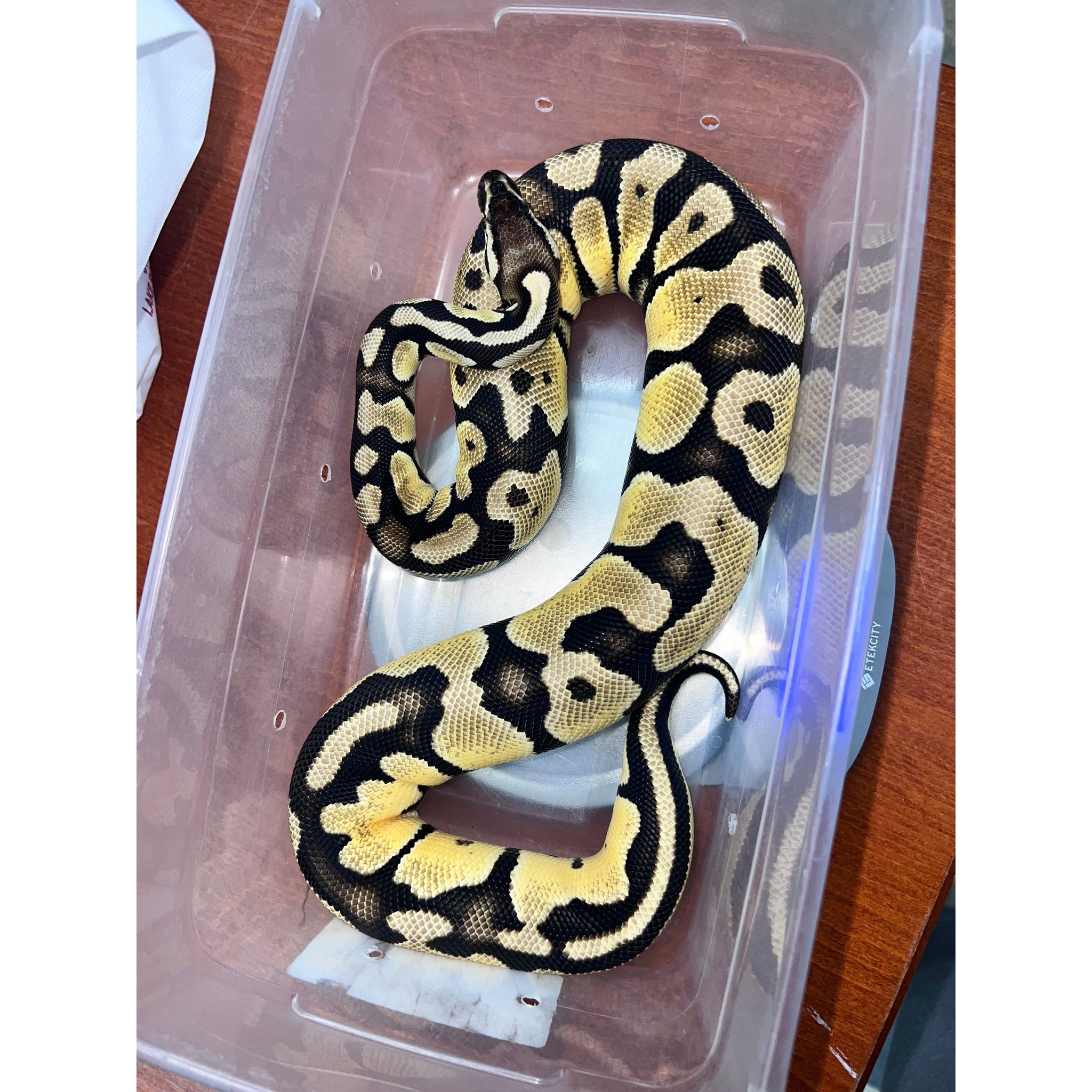 Ball Pythons for Sale — Jungle Bobs Reptile World