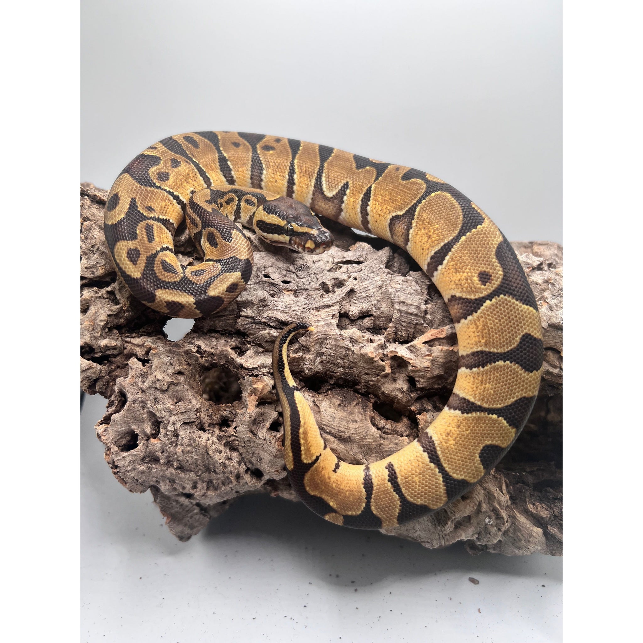 Ball Pythons for Sale — Jungle Bobs Reptile World