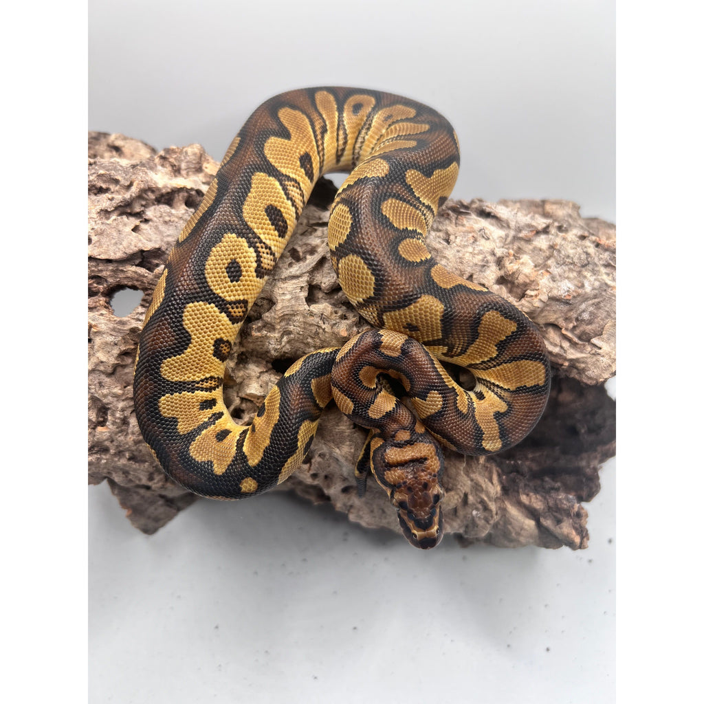 Ball Pythons for Sale — Jungle Bobs Reptile World