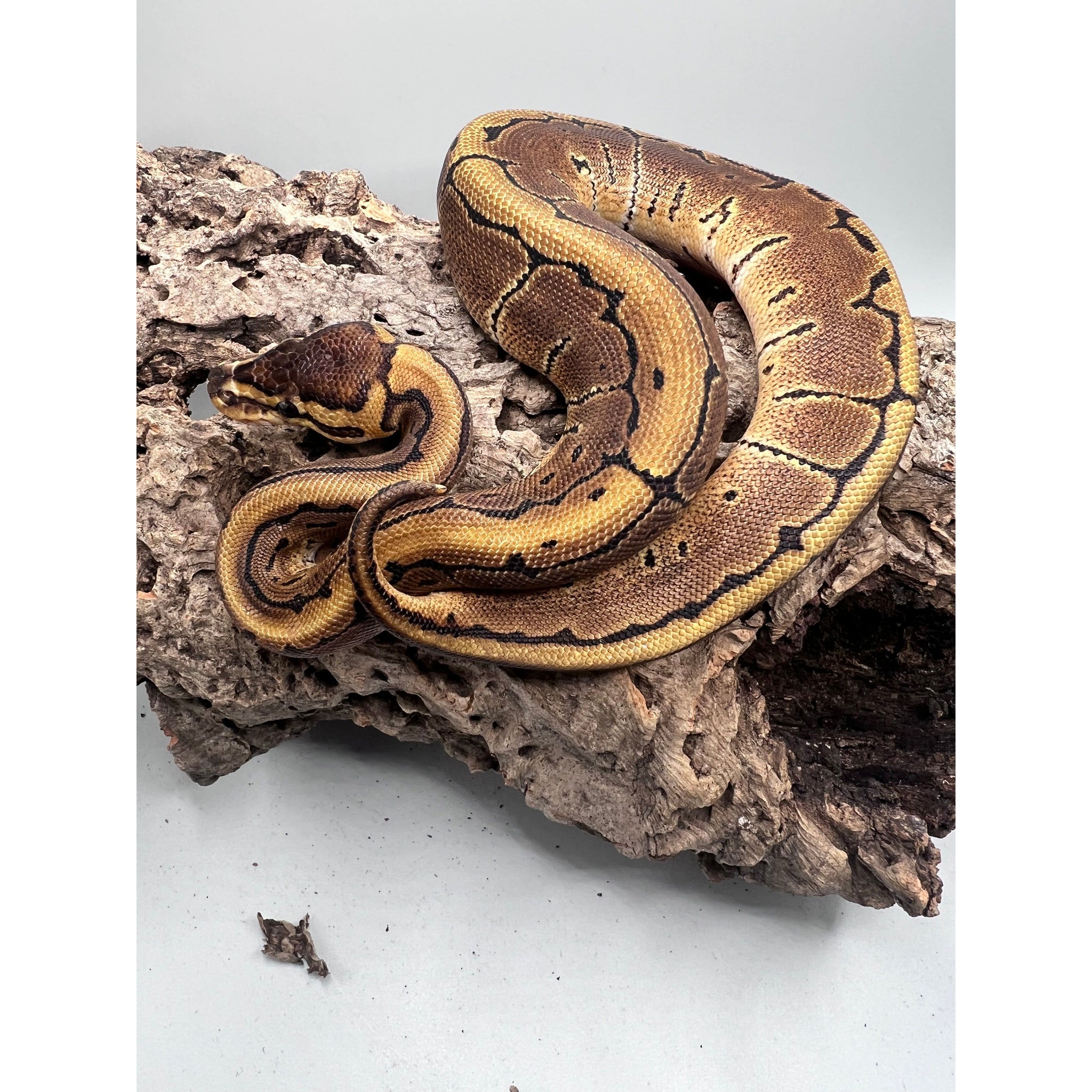 Ball Pythons for Sale — Jungle Bobs Reptile World