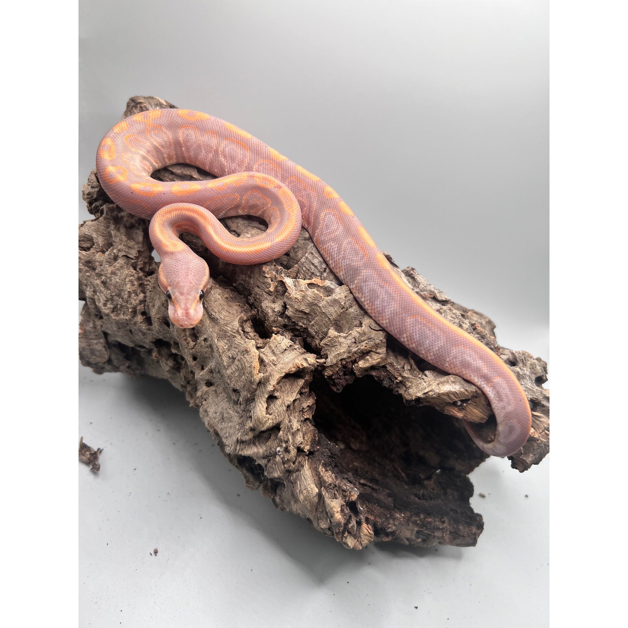 Ball Pythons for Sale — Jungle Bobs Reptile World